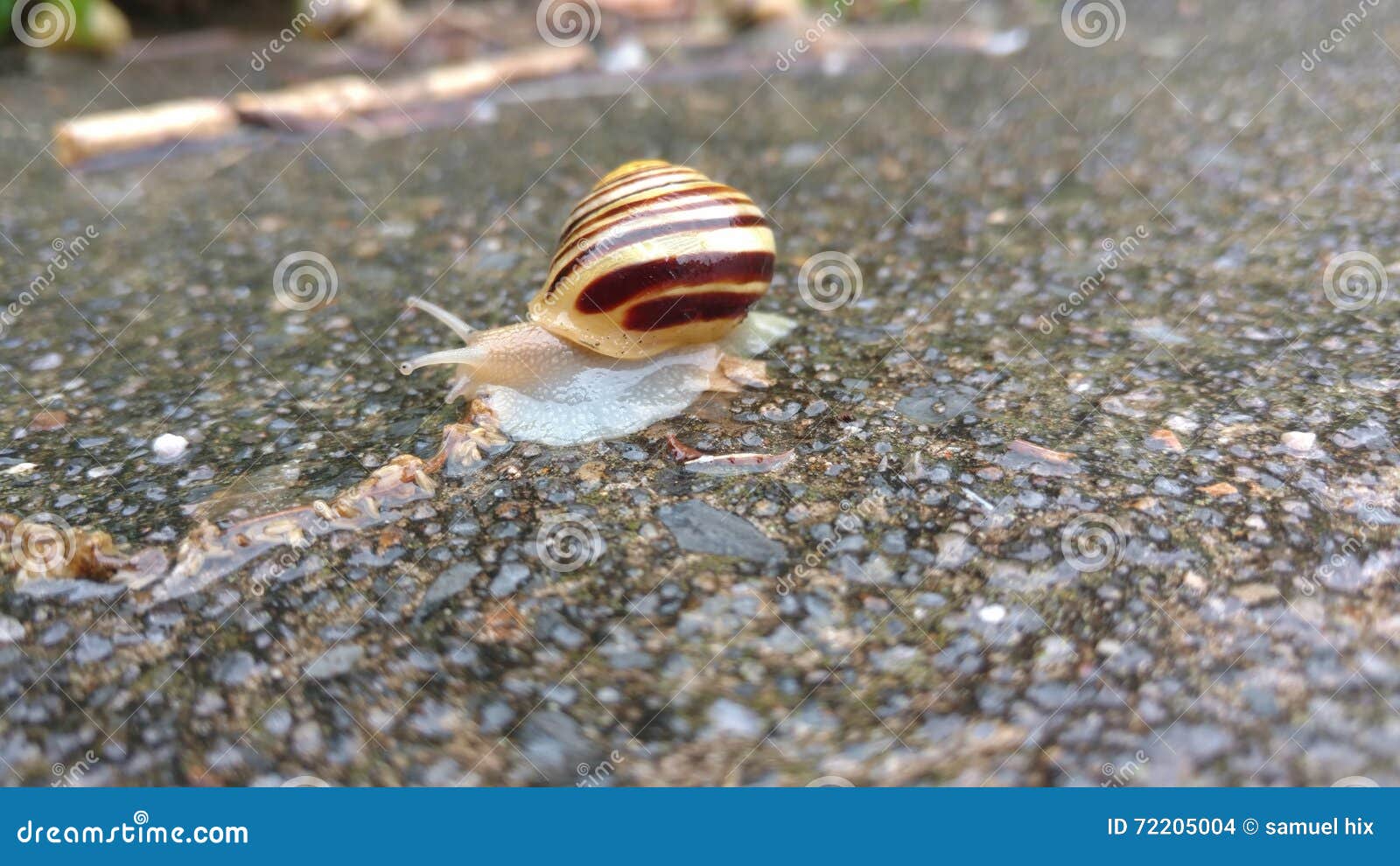 Snail stock photo. Image of snail, nature, rain, rainy - 72205004