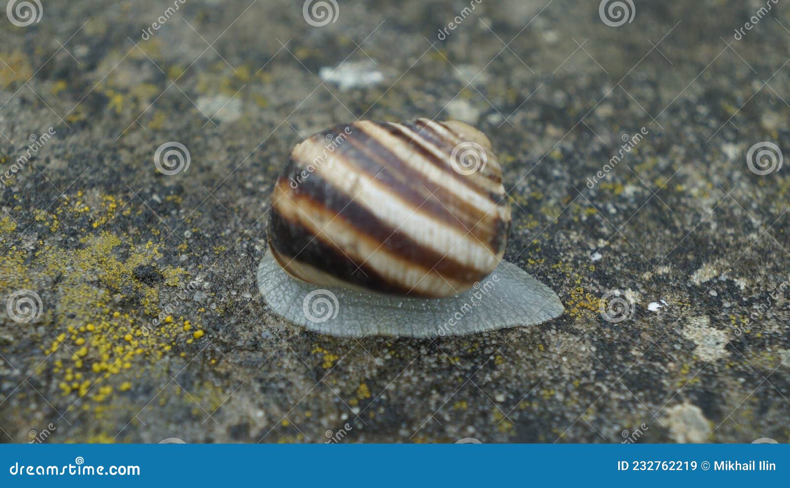 Snail on a rainy morning stock image. Image of amphibian - 232762219