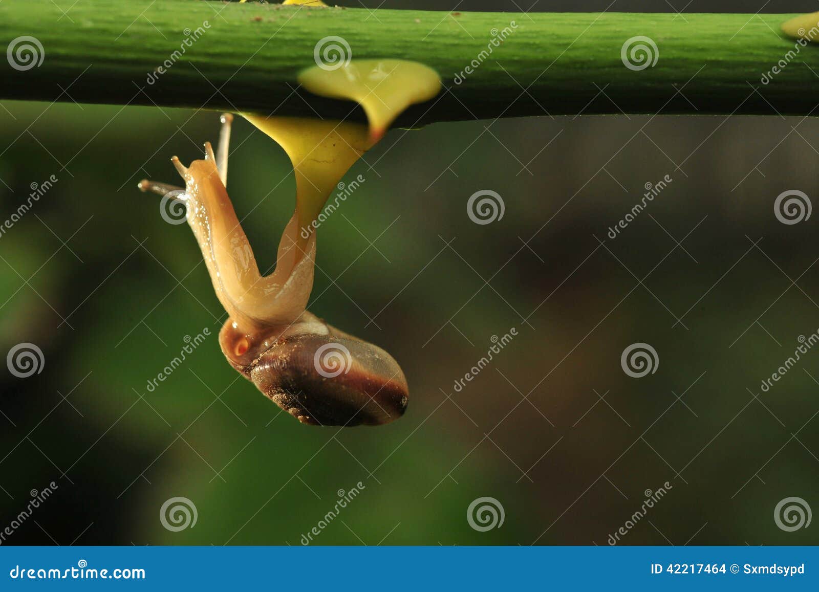 Snail stock photo. Image of wildlife, slug, snail, flora - 42217464