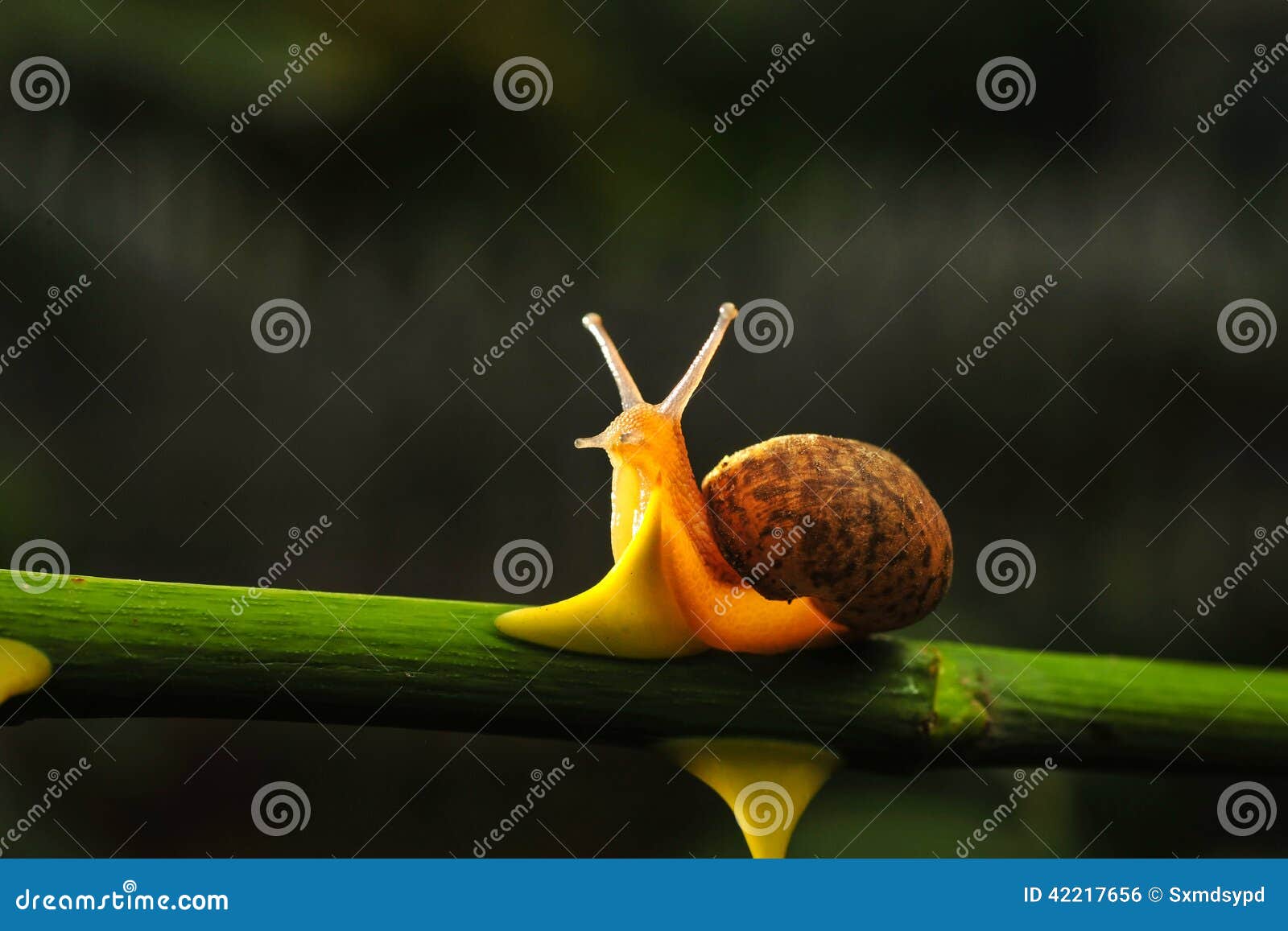 Snail stock photo. Image of interesting, details, vitality - 42217656