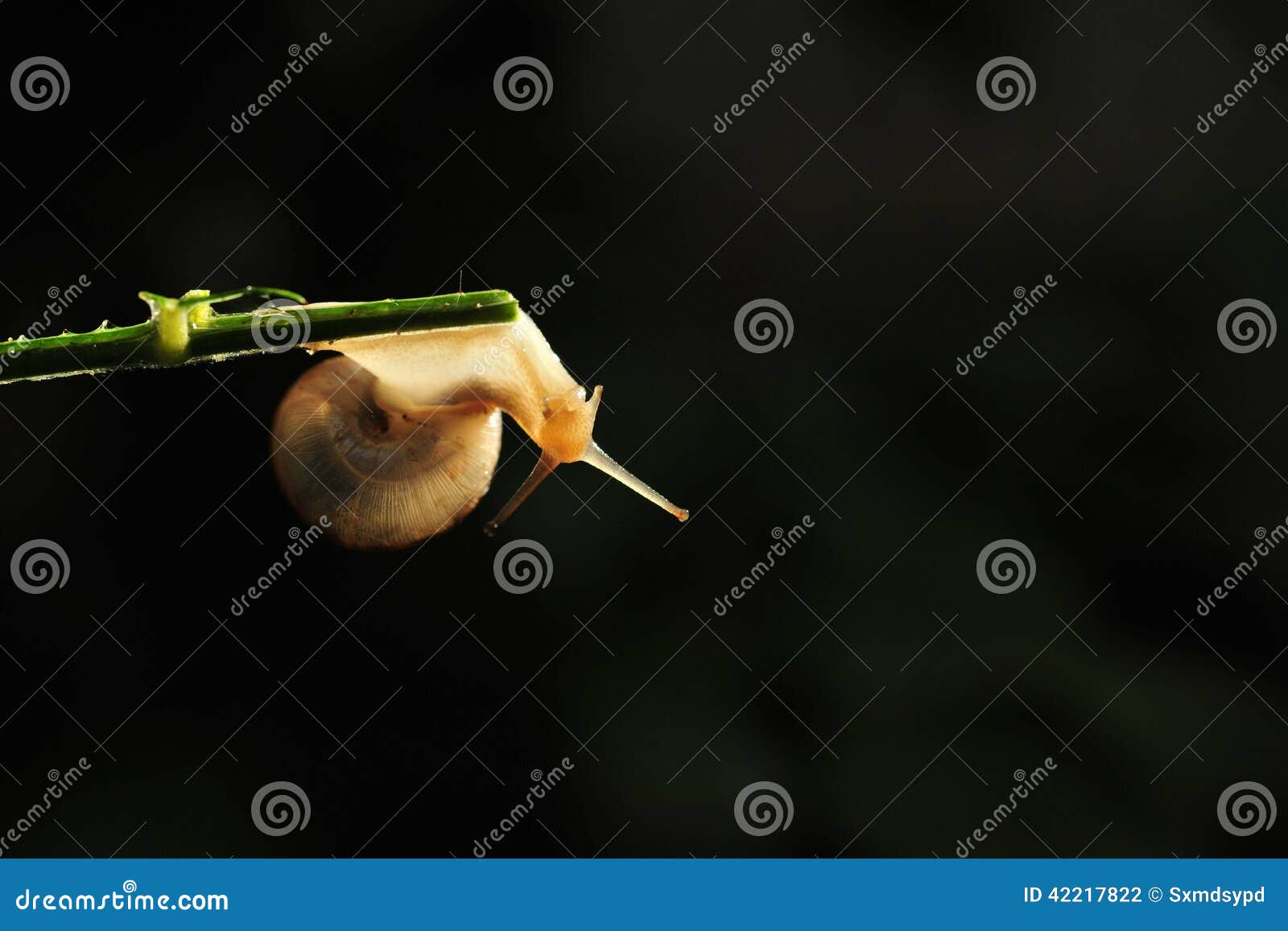 Snail stock photo. Image of slug, twig, invertebrate - 42217822