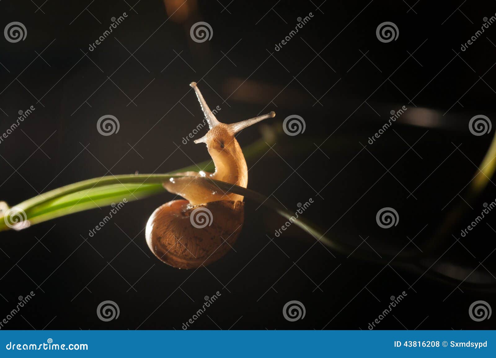 Snail stock photo. Image of details, invertebrate, molluscs - 43816208
