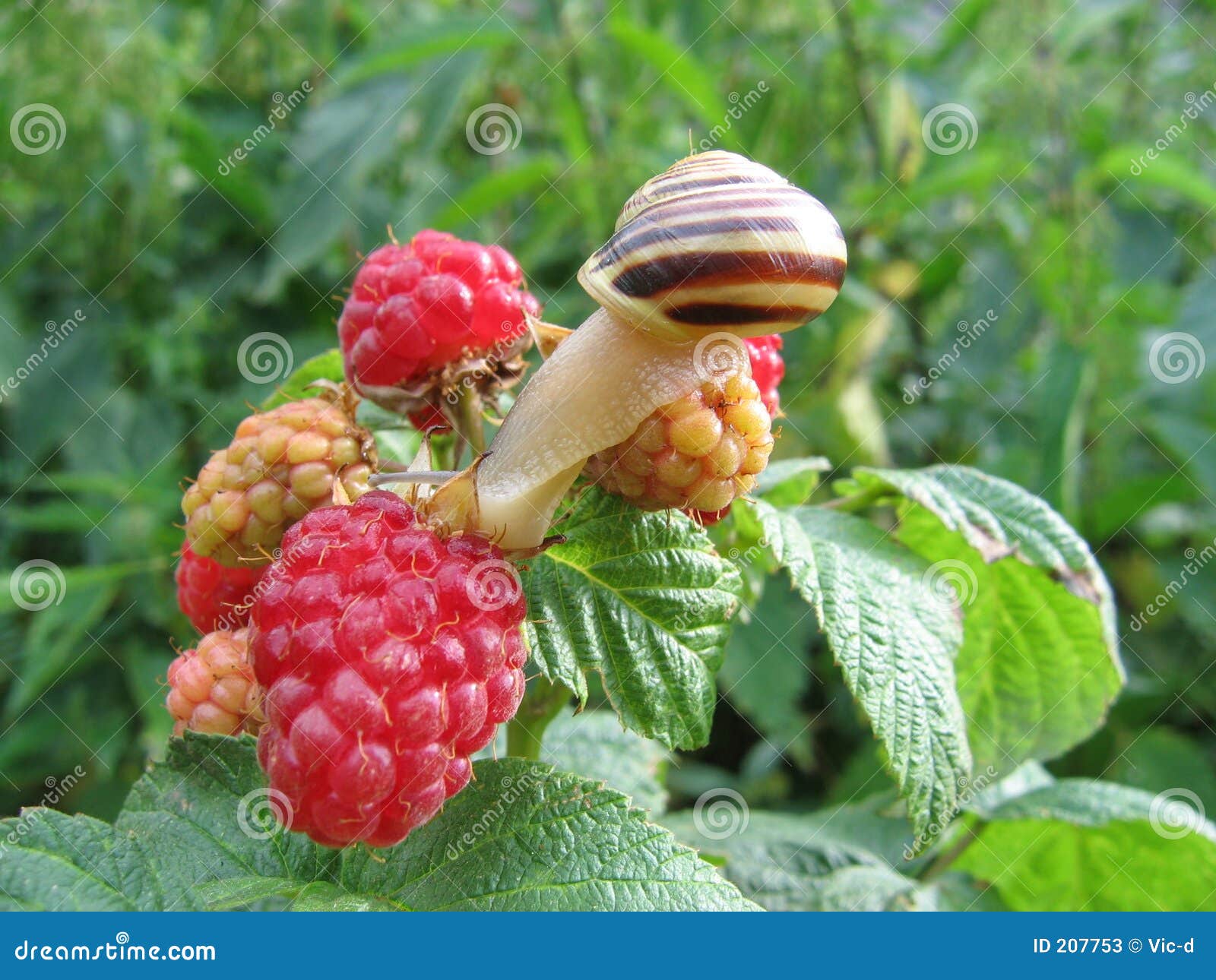 Snail on raspberries stock image. Image of green, leaf - 207753