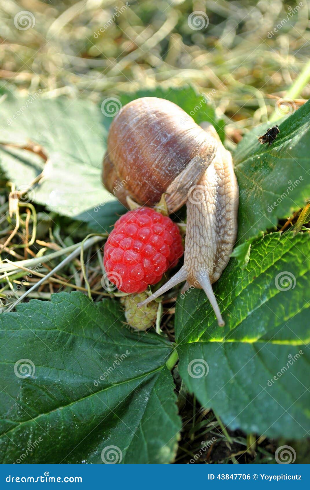 Snail and raspberry stock photo. Image of natural, fruity - 43847706