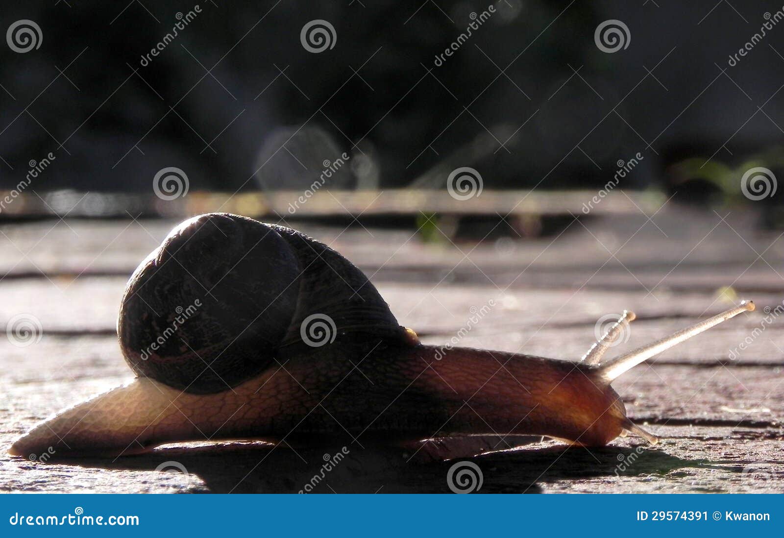 Snail x-rayed stock image. Image of speed, wildlife, snail - 29574391