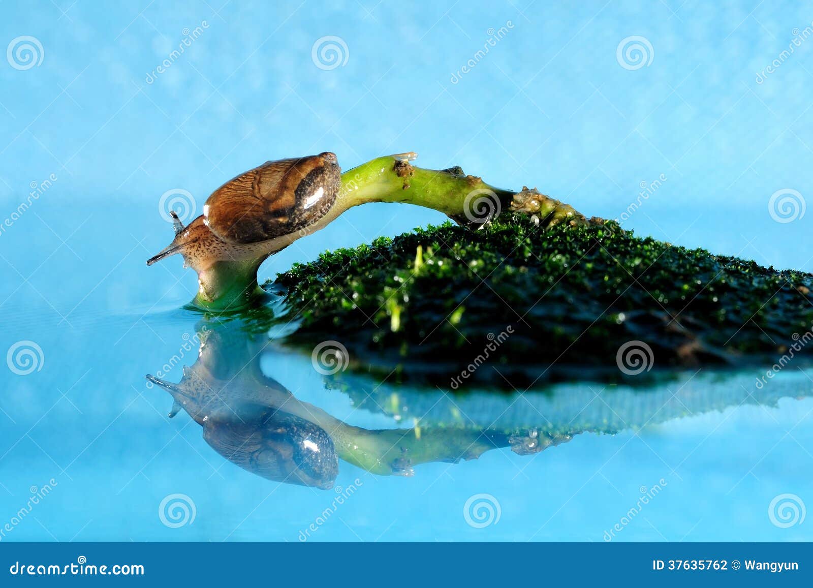Snail reflection stock photo. Image of feeding, farm - 37635762