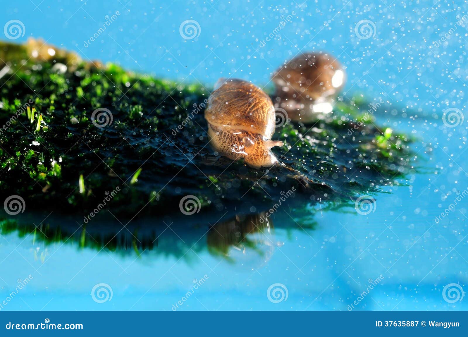 Snail reflection stock image. Image of moss, lake, eating - 37635887