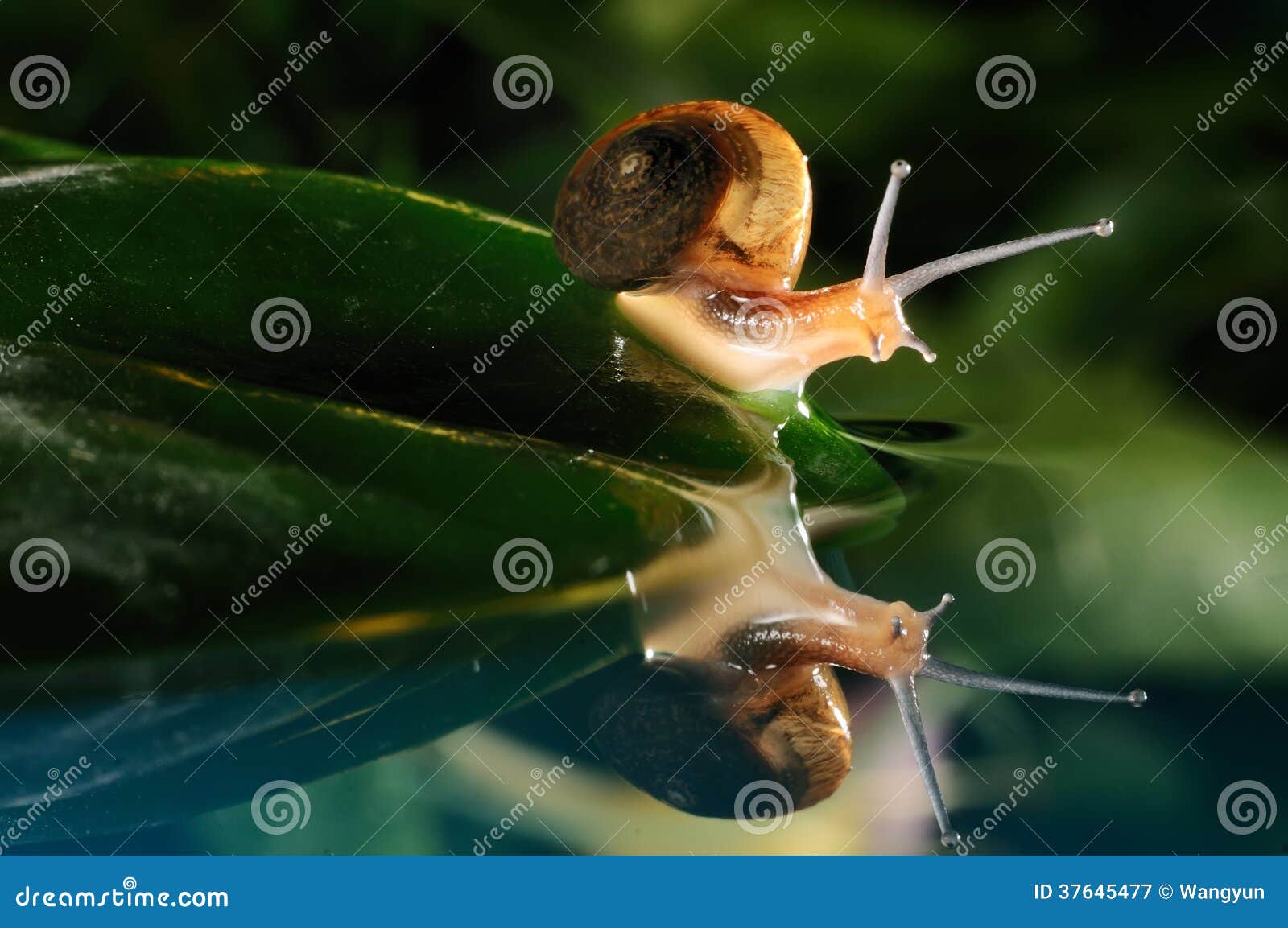 Snail reflection stock image. Image of nature, animal - 37645477