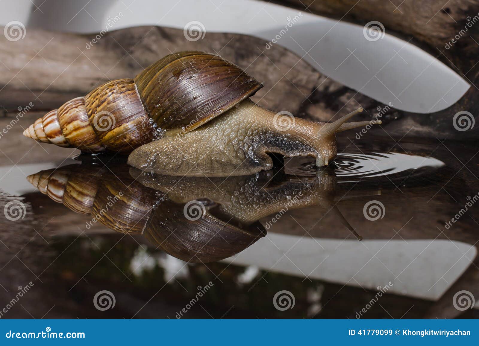 Snail with reflection stock image. Image of white, animal - 41779099