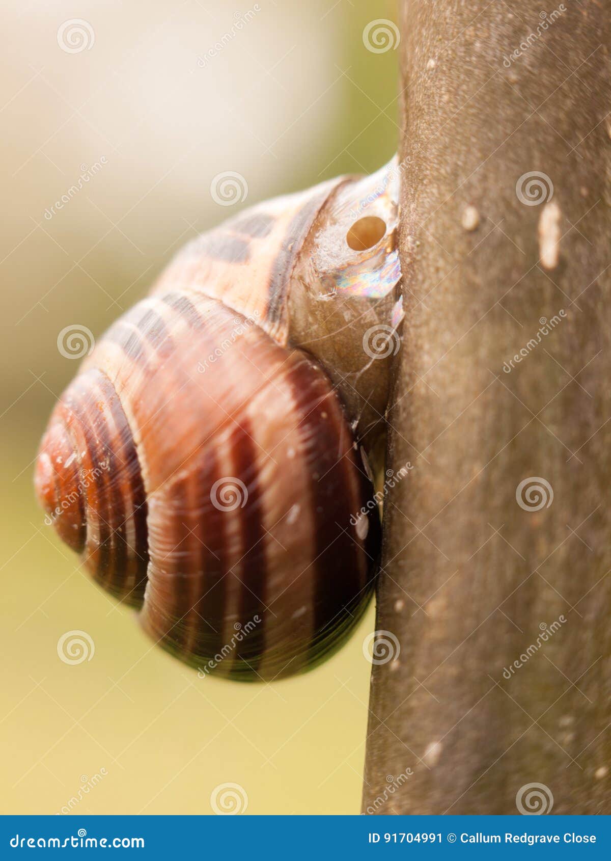Snail Resting Attached To a Branch Outside Stock Image - Image of cute ...