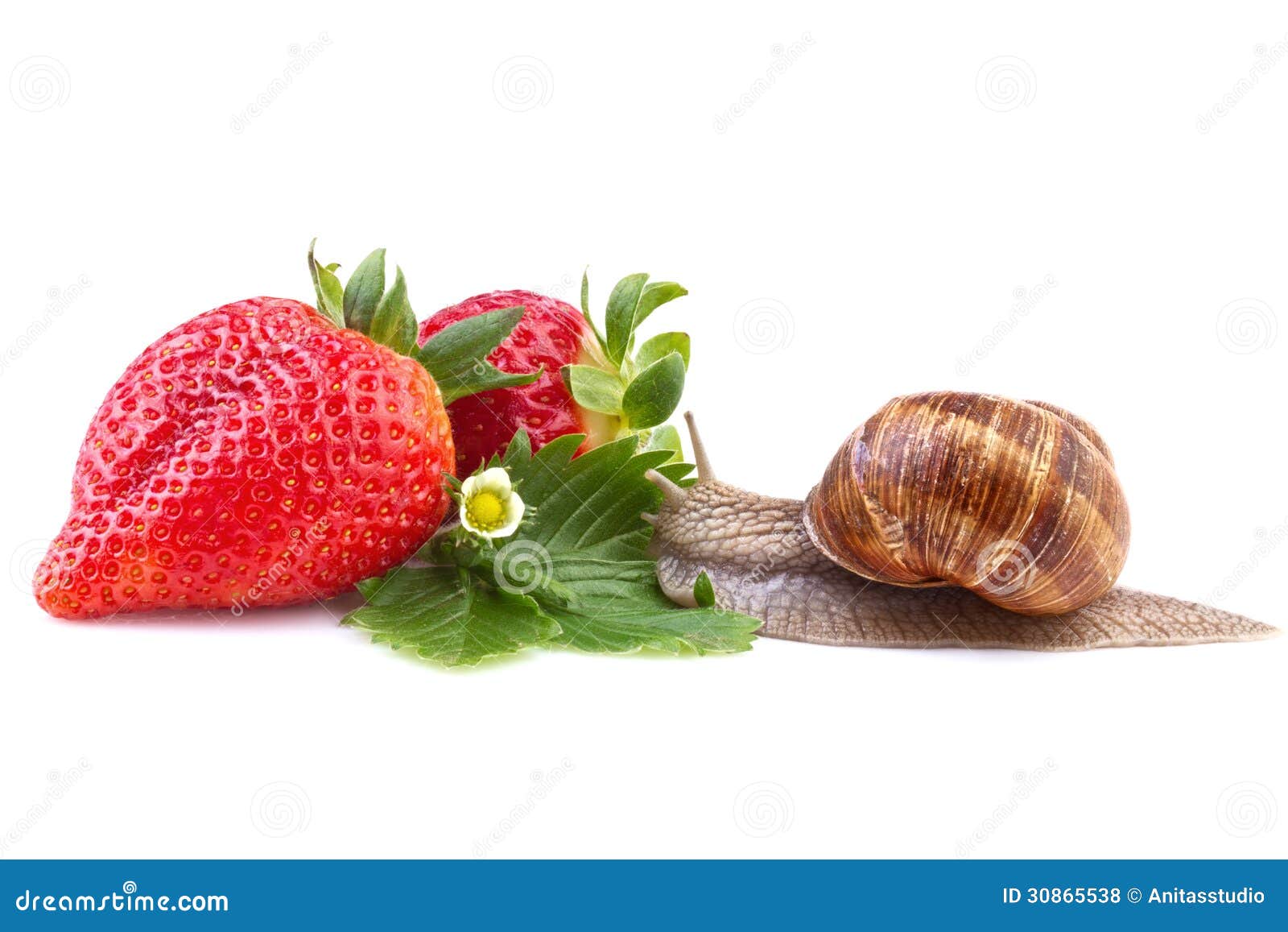 Snail and ripe strawberry stock photo. Image of eats - 30865538