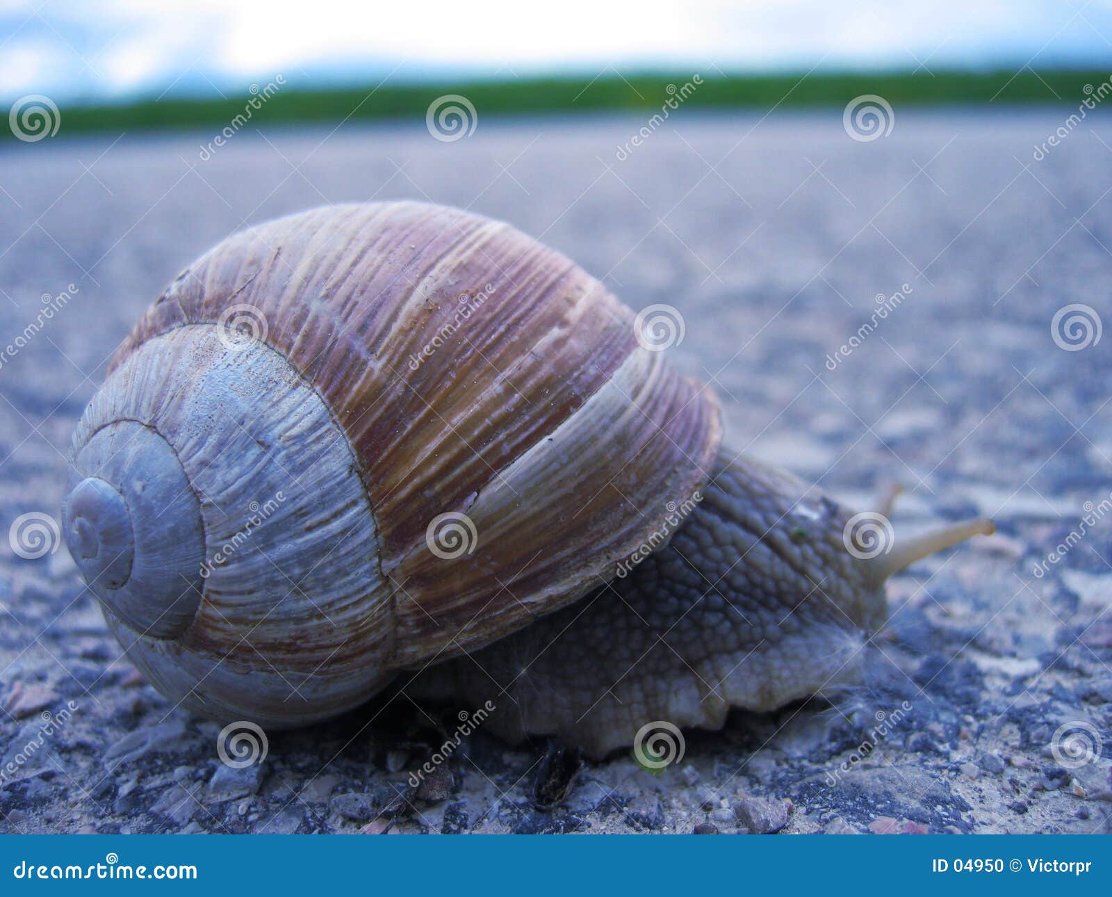 Snail on the road stock photo. Image of gastropod, drive - 4950