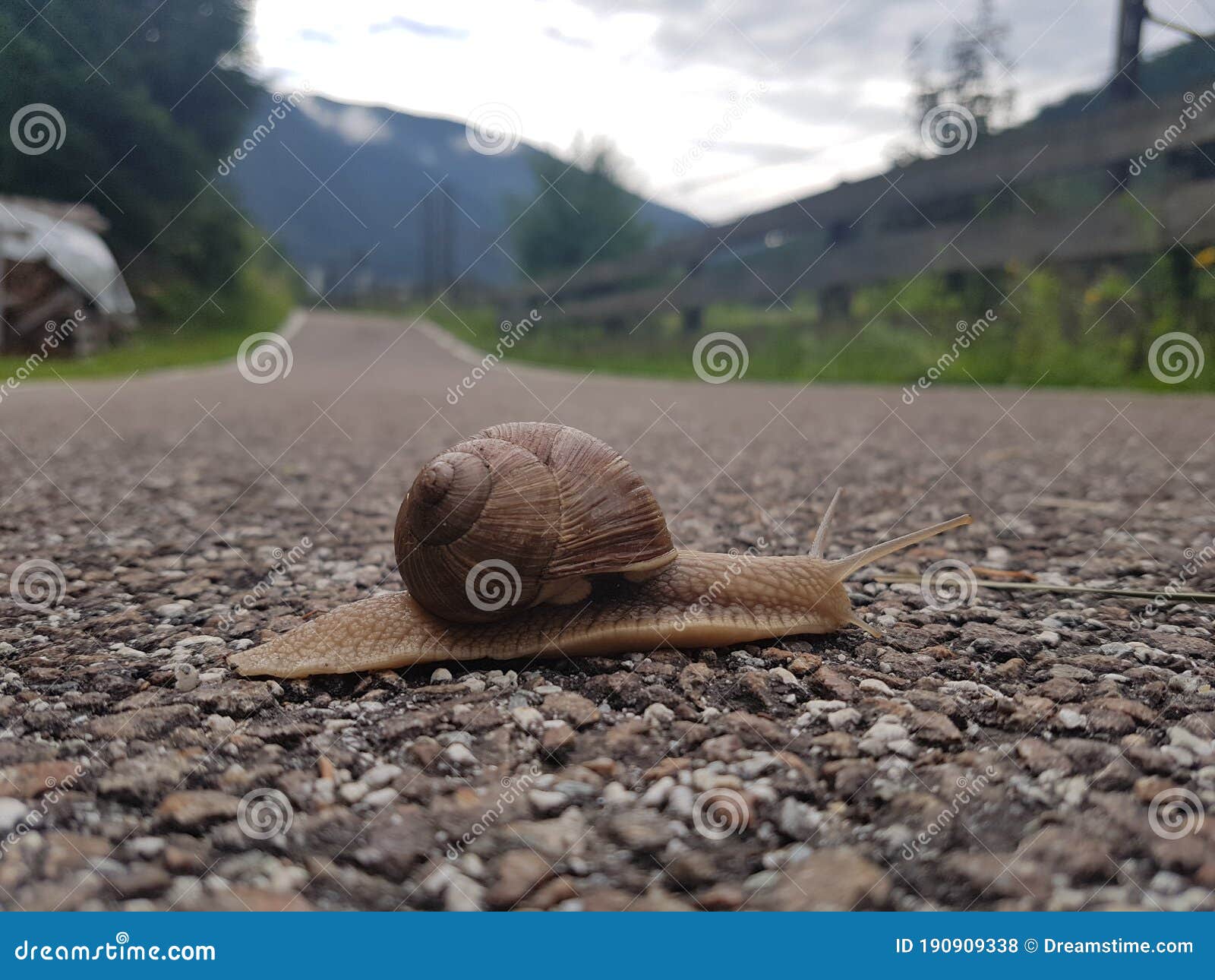 Snail on the road stock photo. Image of weinbergschnecke - 190909338