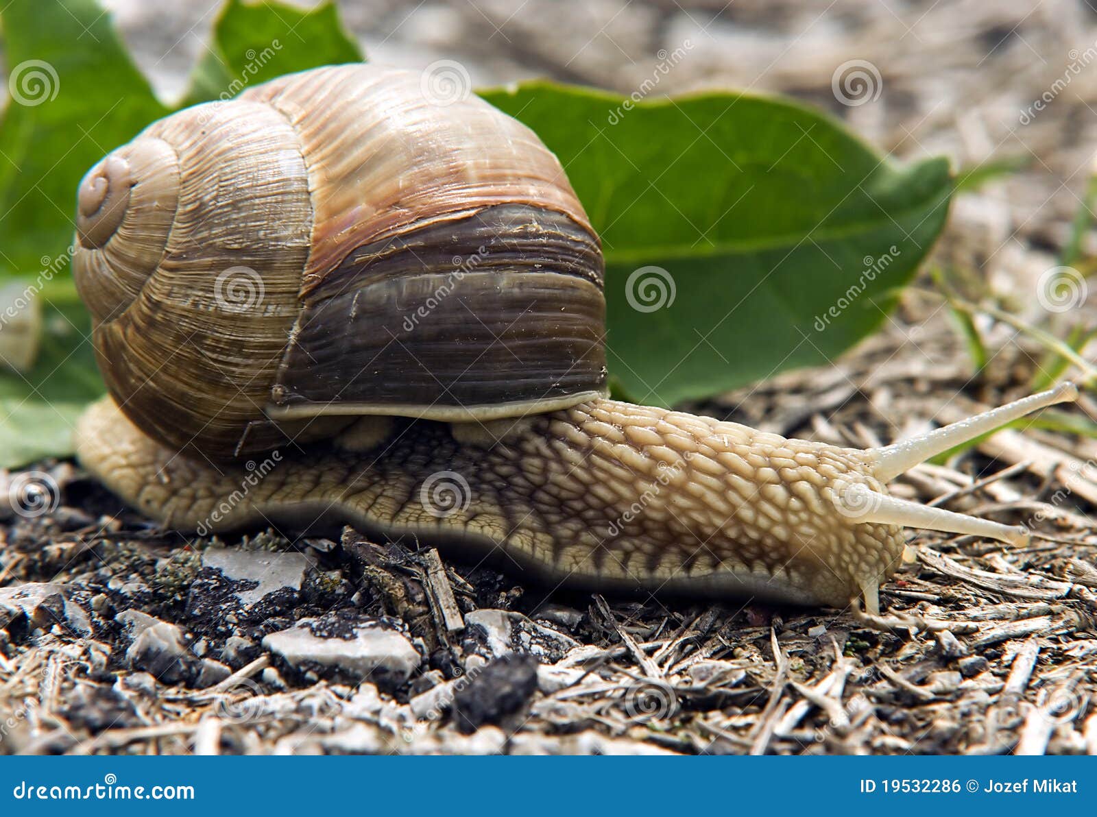 Snail on the road stock photo. Image of rain, roman, mollusk - 19532286