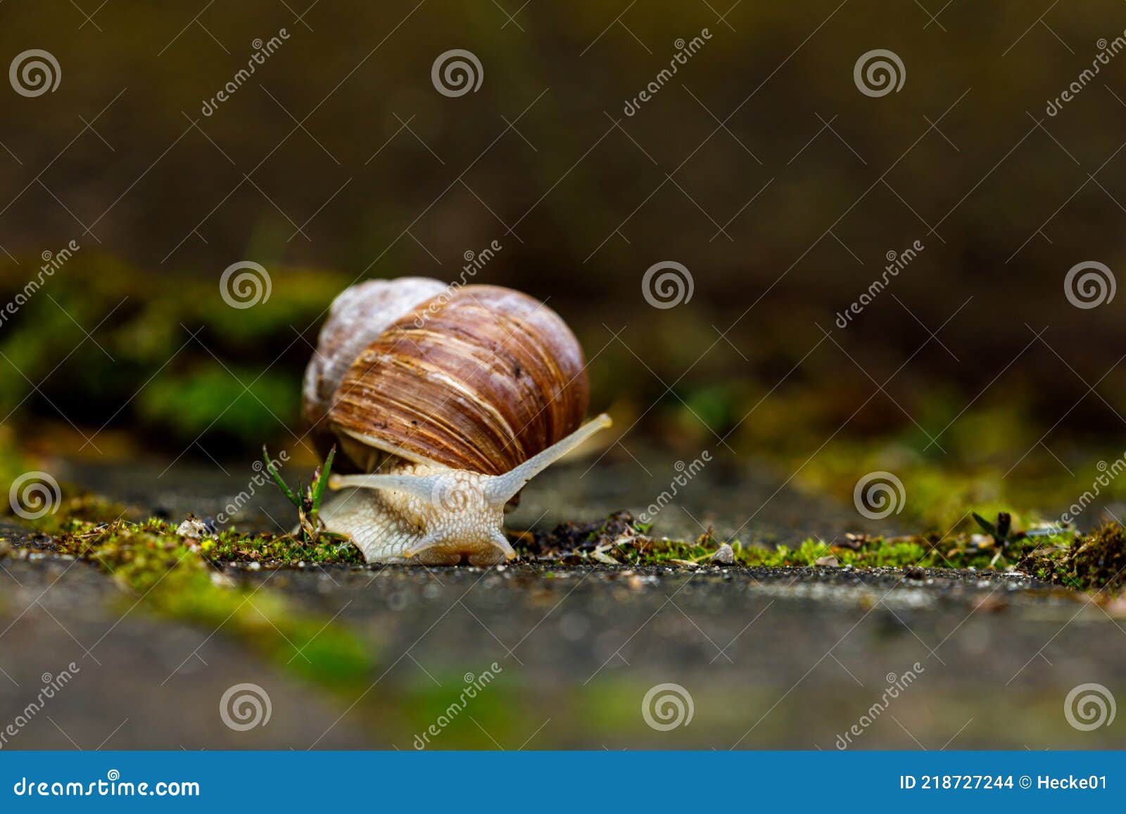 Snail on the road stock photo. Image of white, road - 218727244