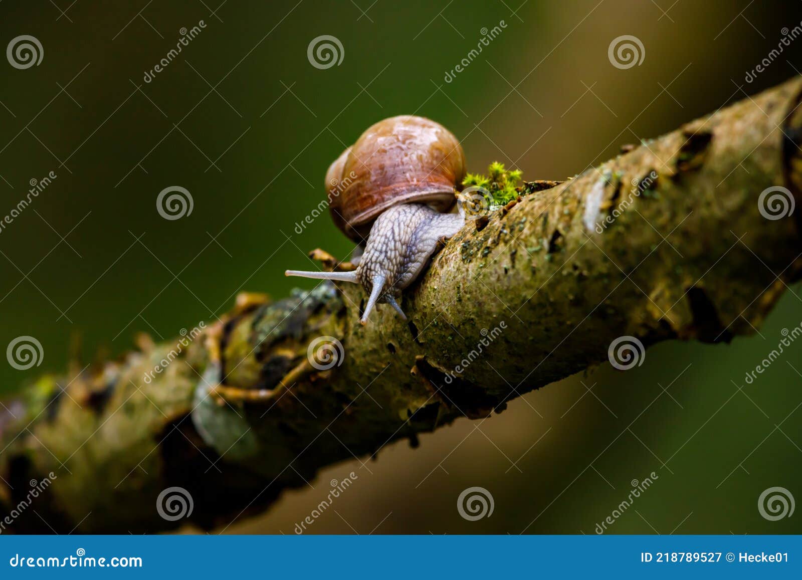 Snail on a branch stock image. Image of wild, closeup - 218789527