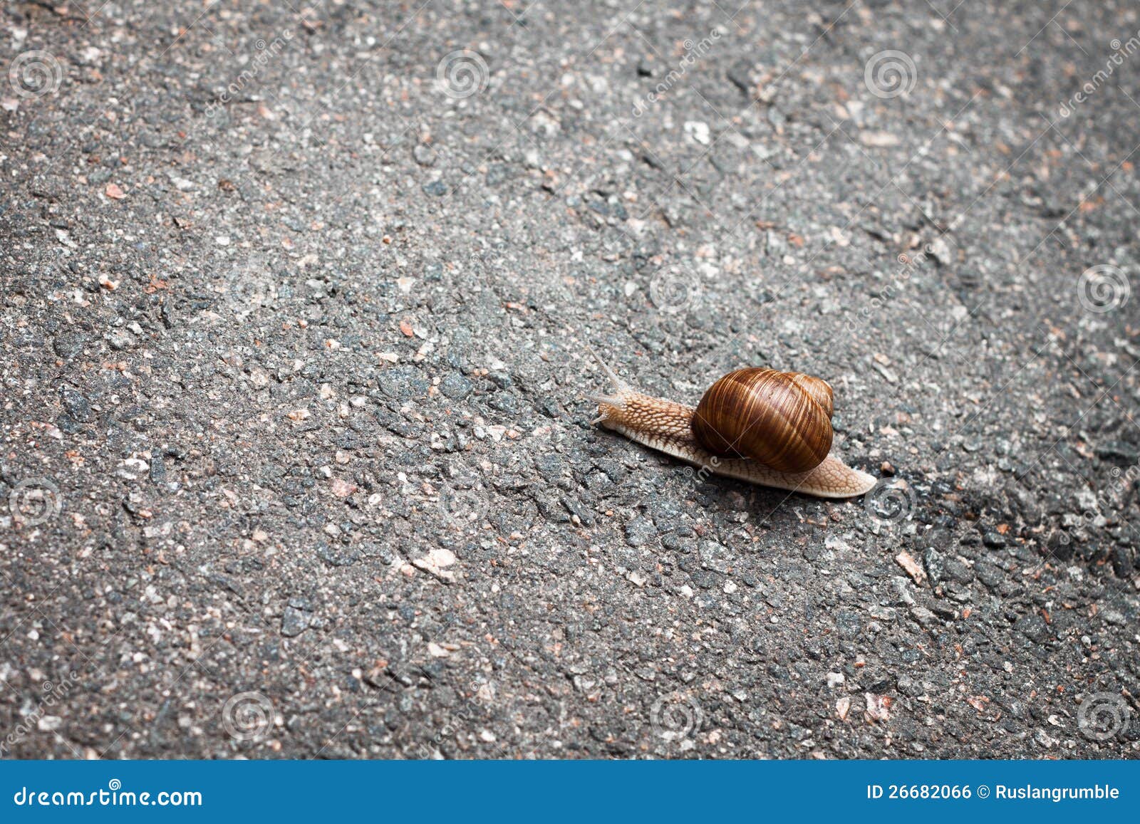 Snail on the road stock photo. Image of alone, cross - 26682066