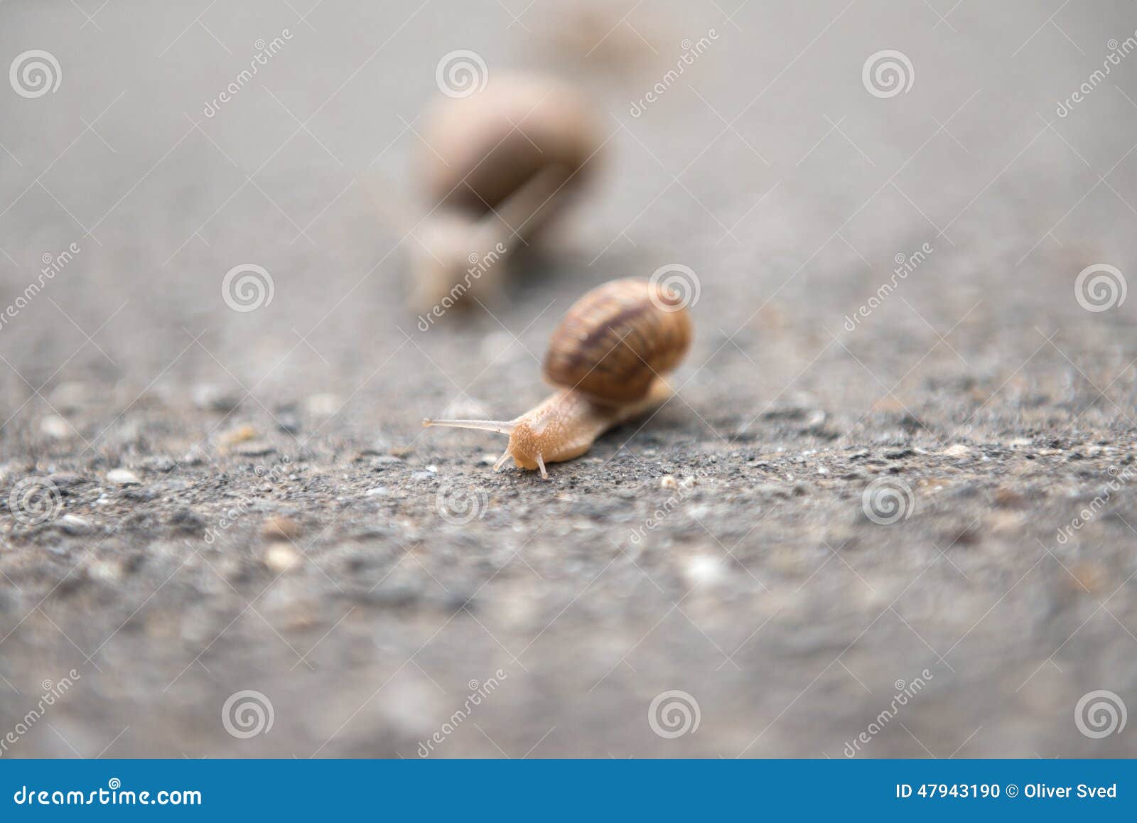 Snail on the road stock photo. Image of rain, small, garden - 47943190