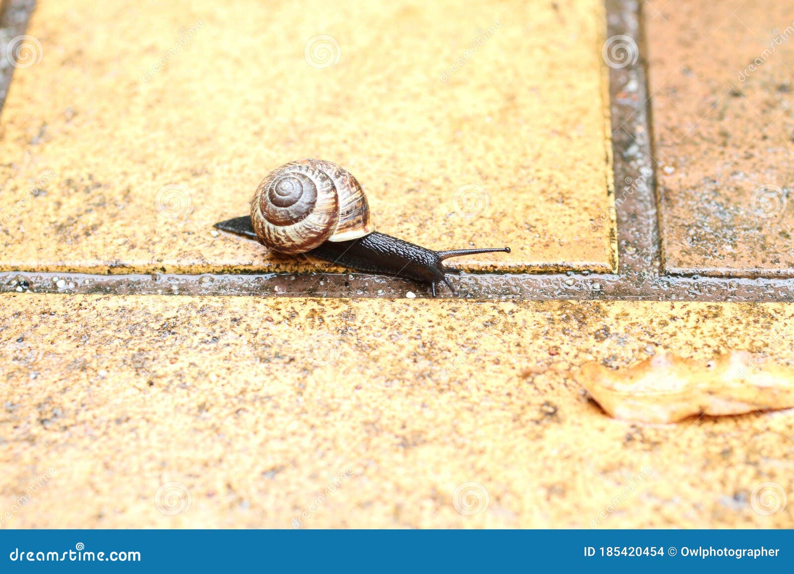 Snail on the road. Closeup stock photo. Image of move - 185420454
