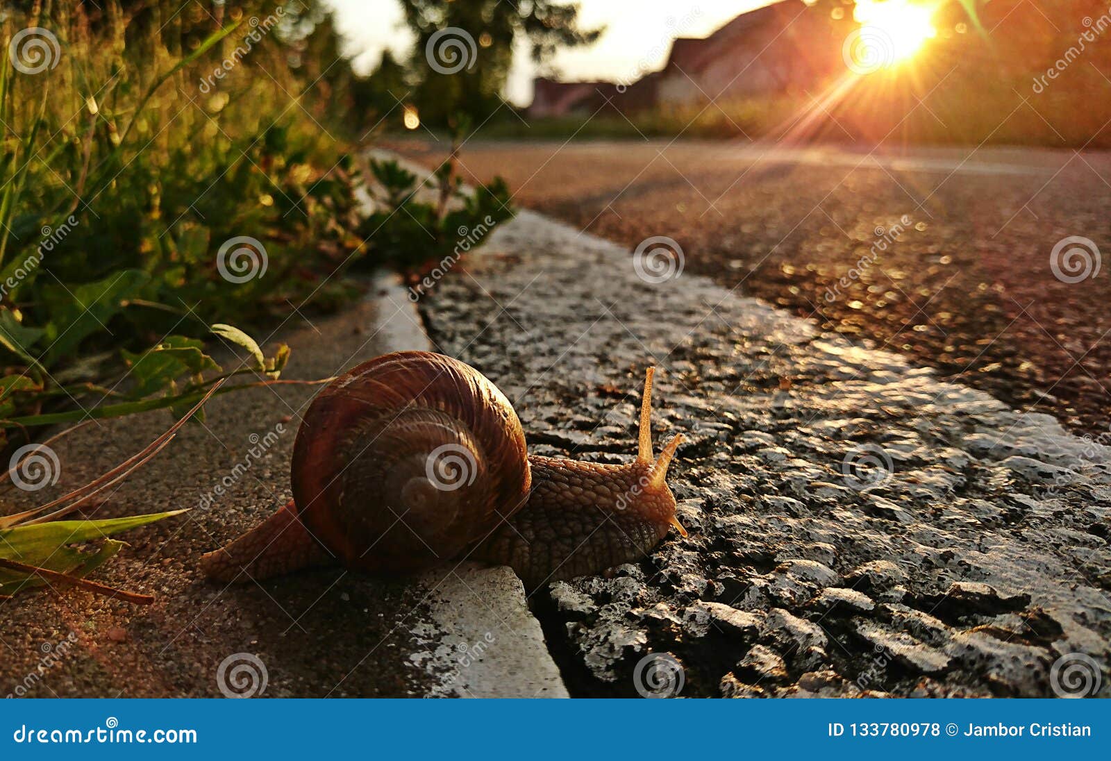 Snail on the road stock photo. Image of sunset, road - 133780978
