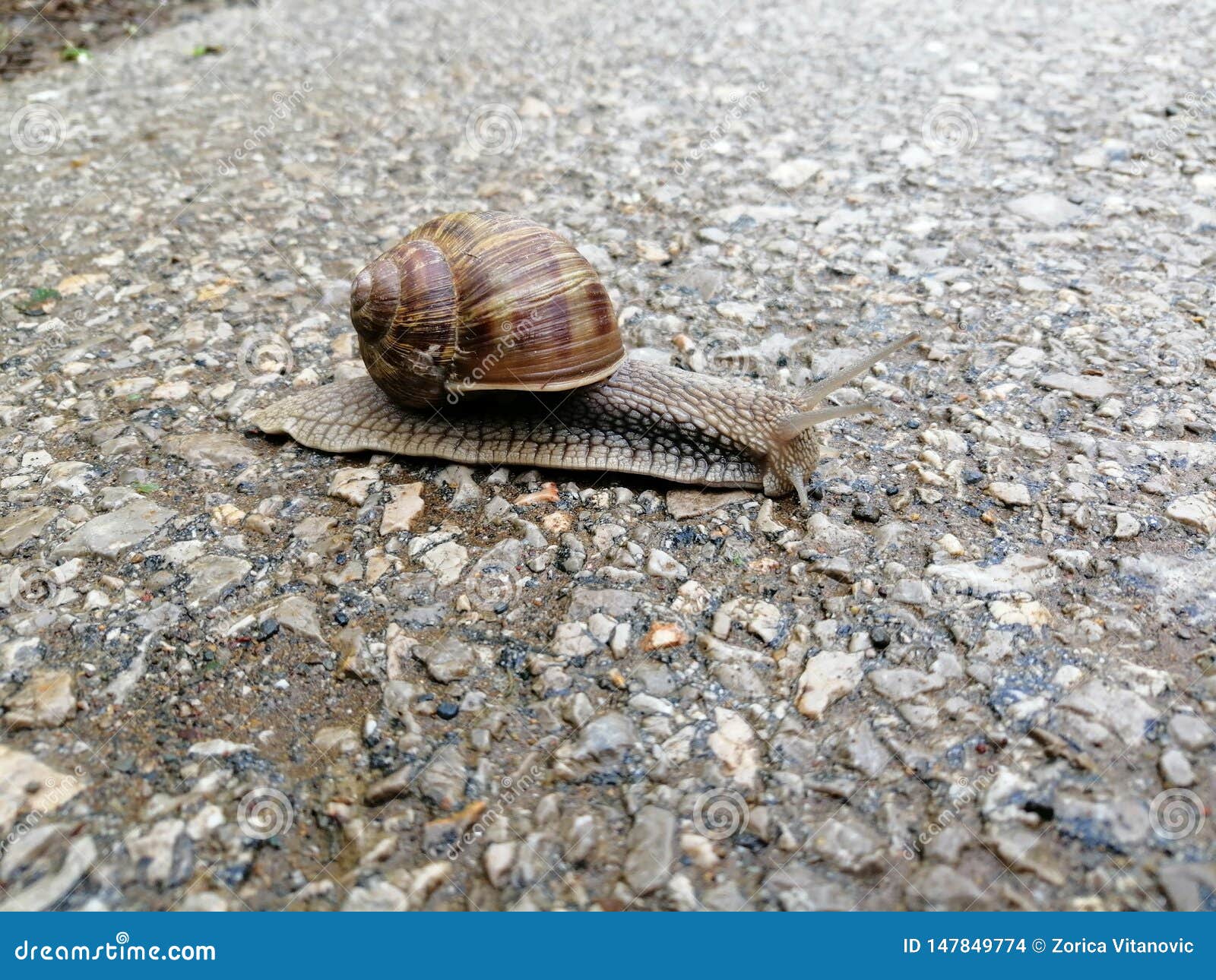 Snail on road stock photo. Image of wild, road, brown - 147849774