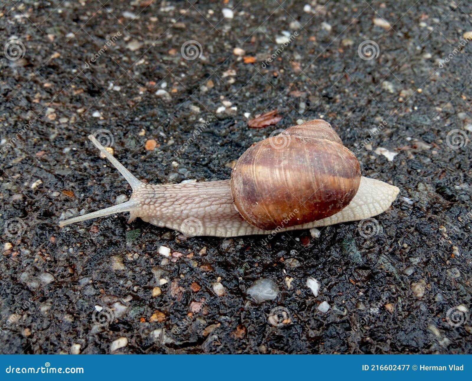 Snail on the road stock image. Image of flower, hammer - 216602477