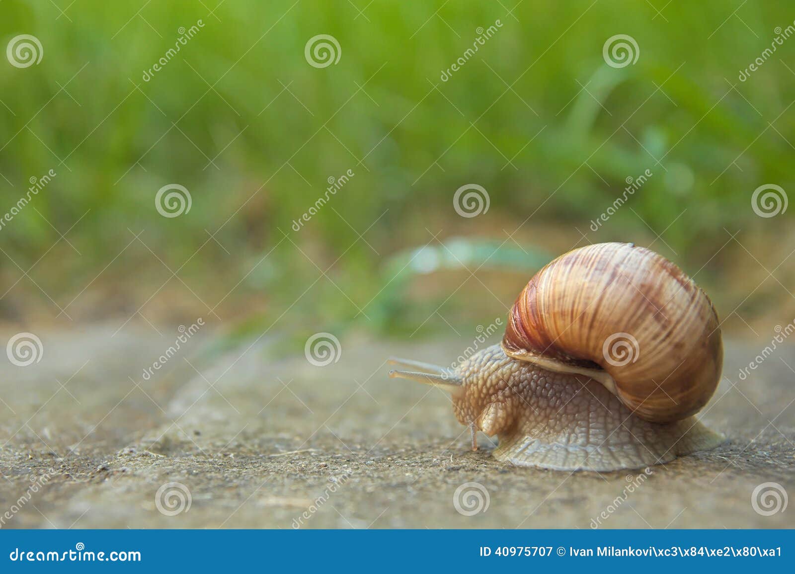 Snail on road stock image. Image of shell, background - 40975707