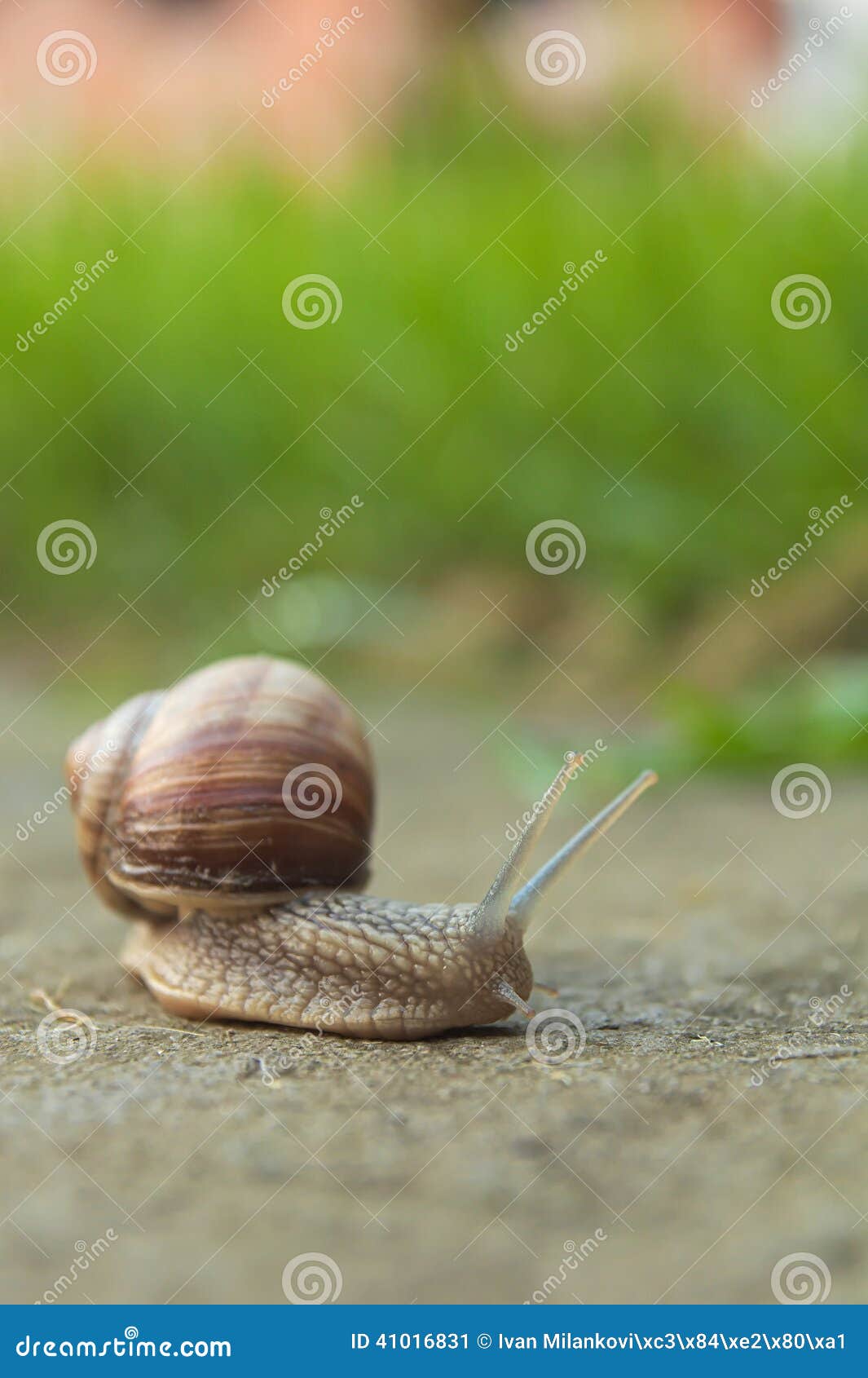 Snail on road stock image. Image of speed, spiral, nature - 41016831