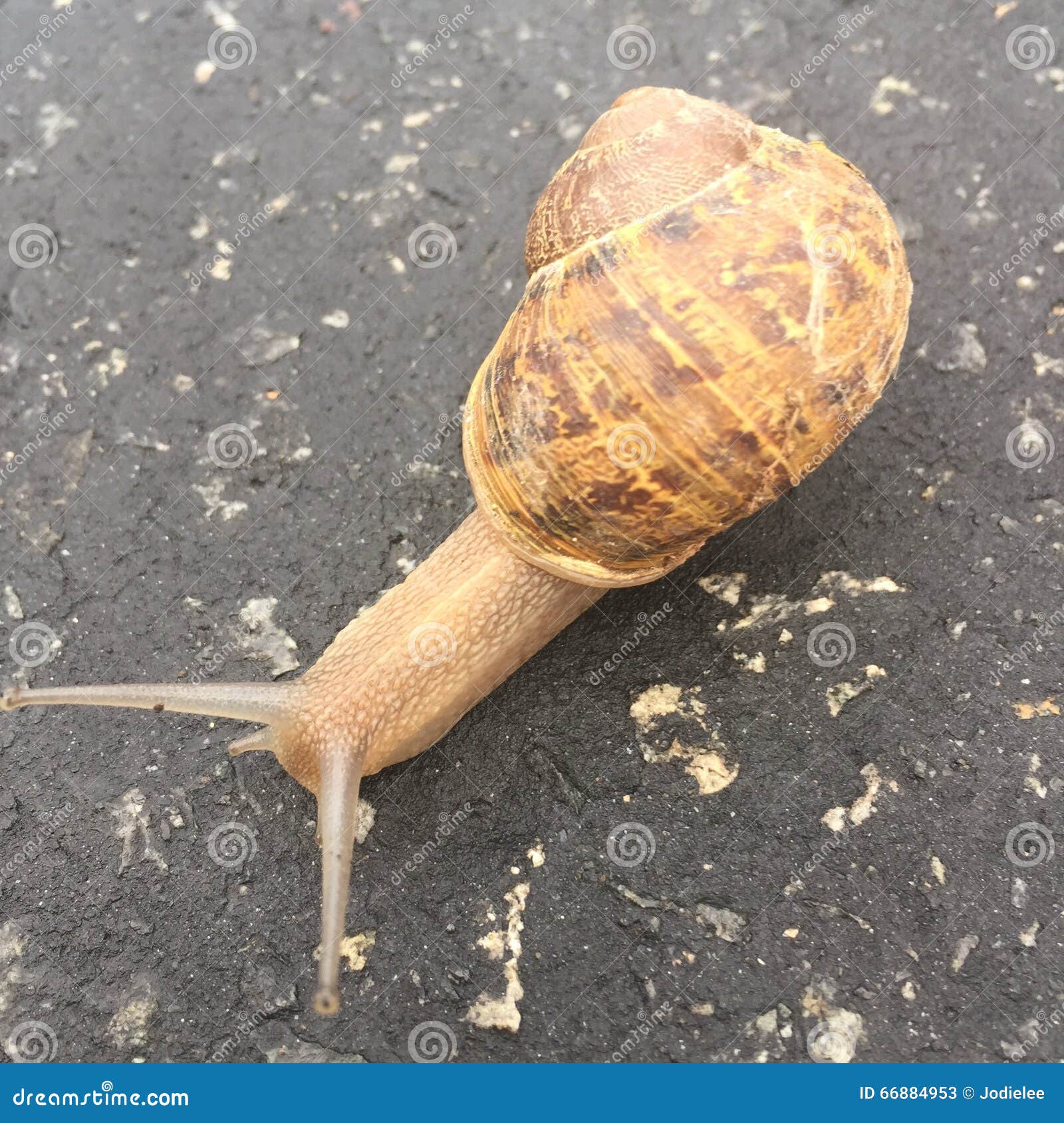 Snail on the road unclose stock image. Image of shell - 66884953