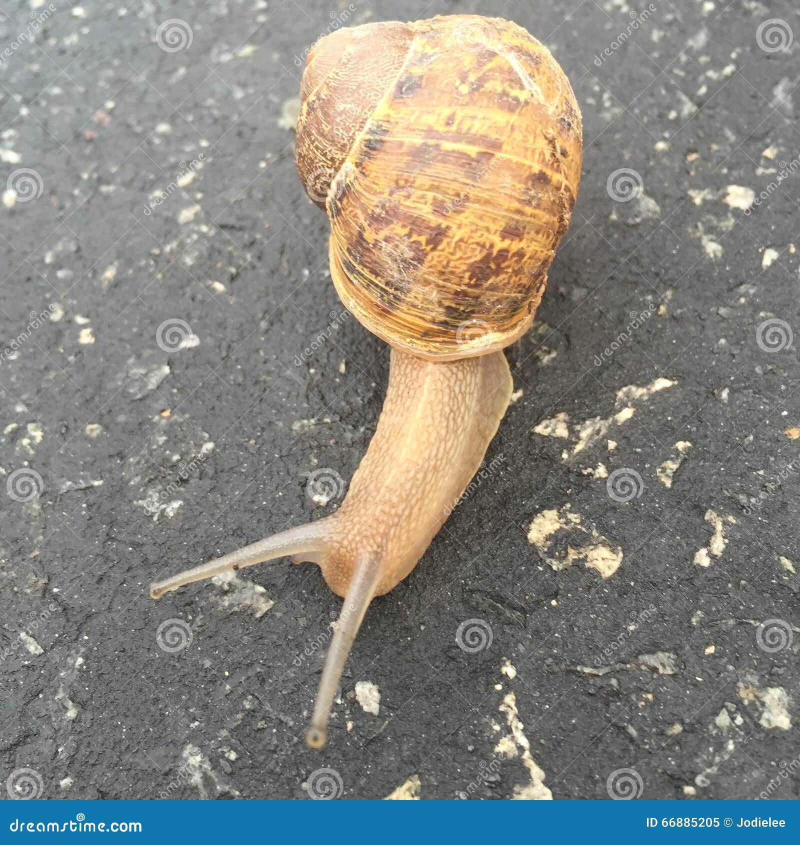 Snail on the road unclose stock image. Image of nature - 66885205