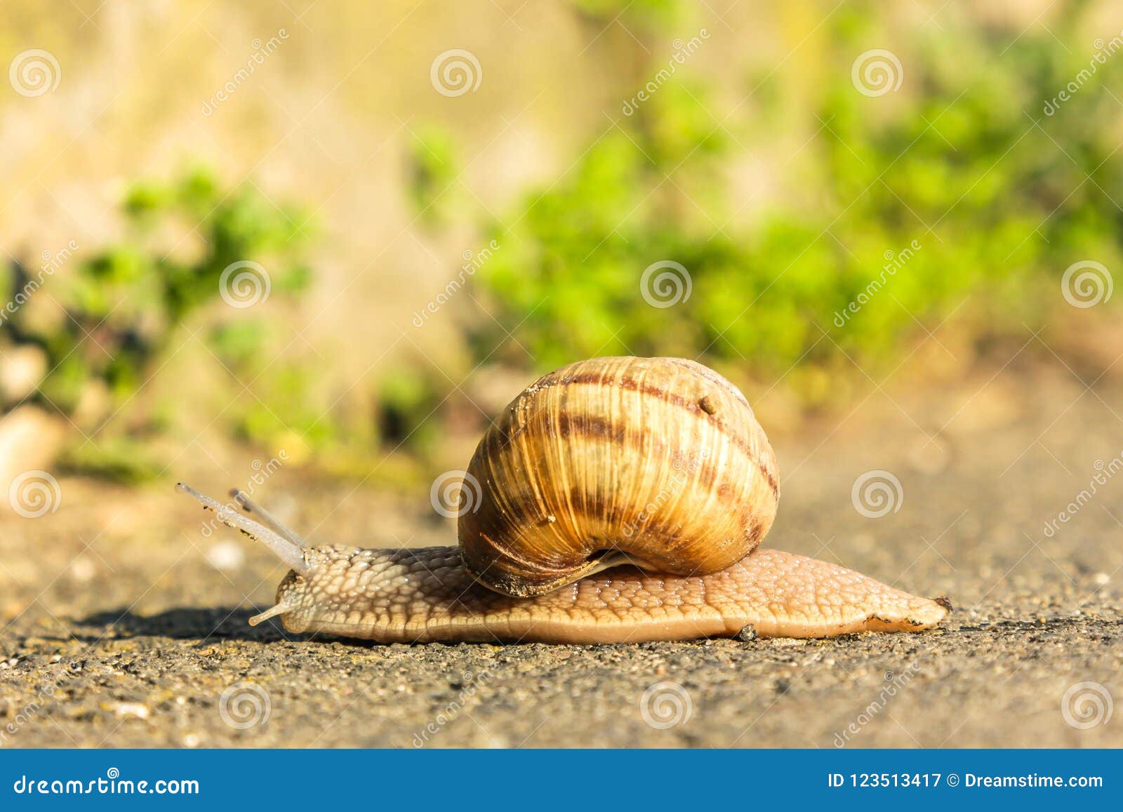 Snail on the road stock image. Image of wildlife, background - 123513417
