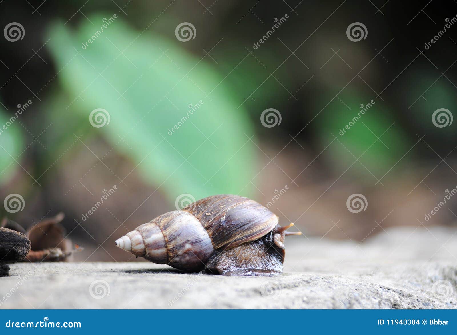 Snail On A Rock Royalty-Free Stock Photography | CartoonDealer.com ...