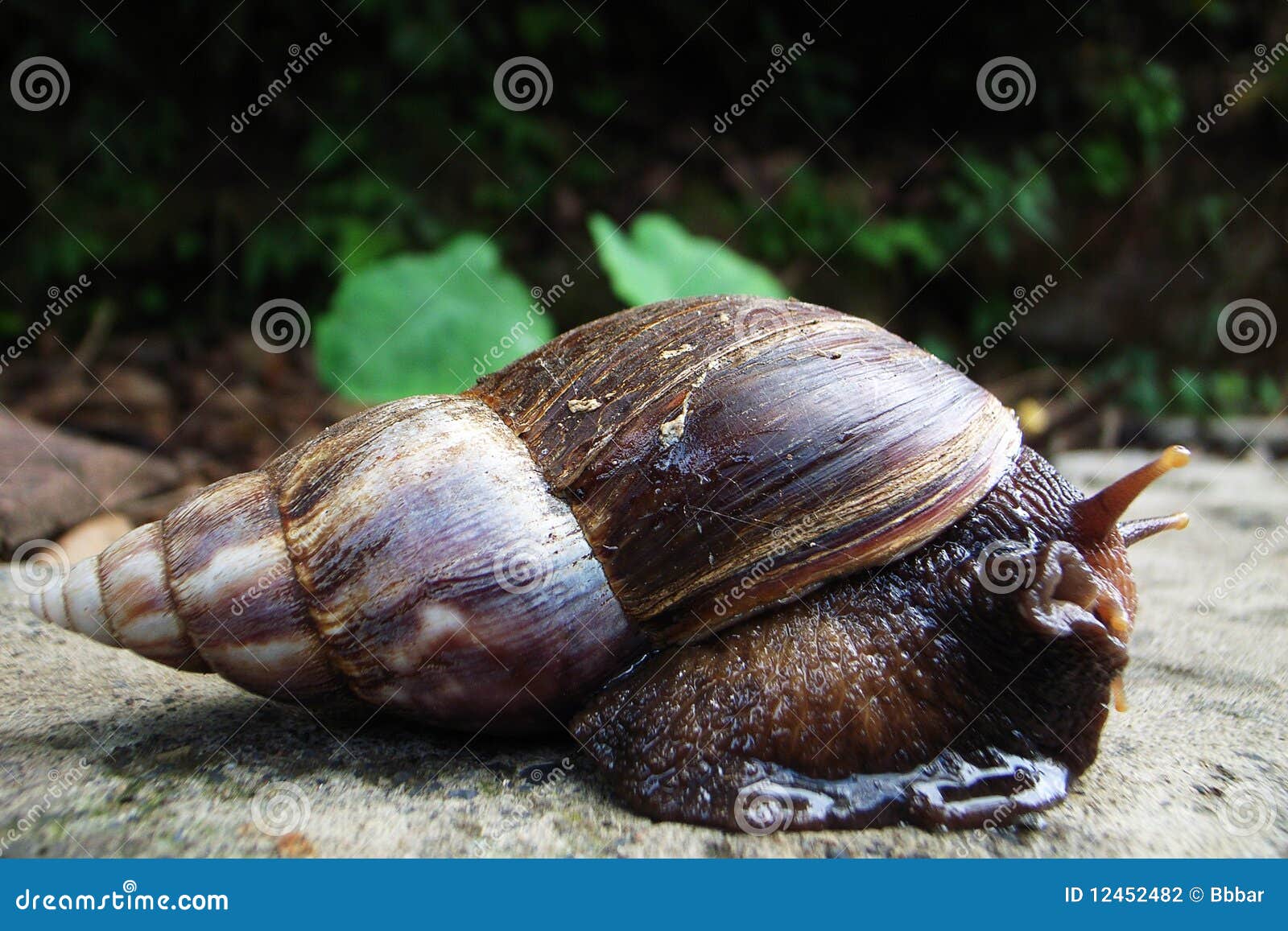 Snail on Rock stock photo. Image of closeup, green, white - 12452482