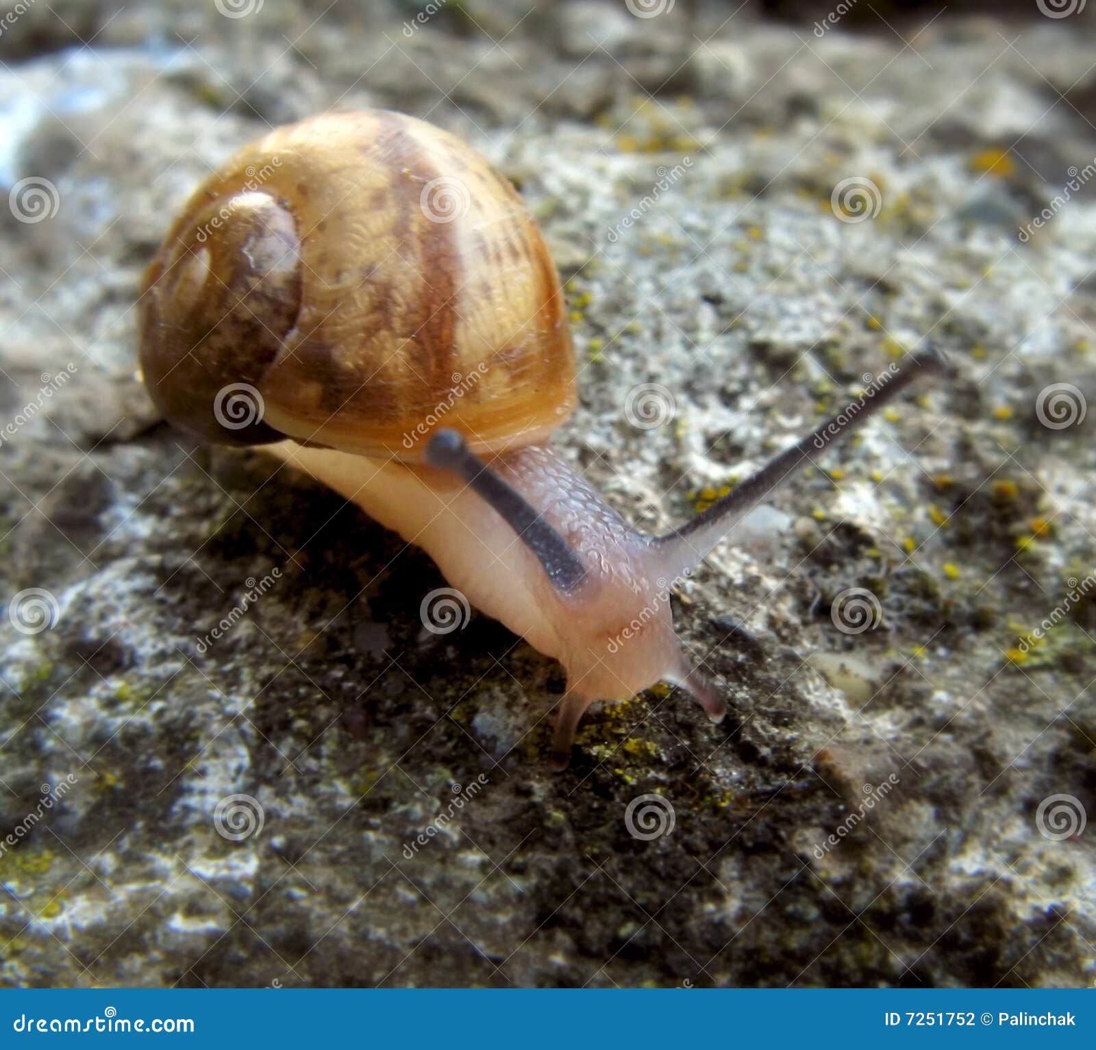Snail on rock stock photo. Image of small, tiny, wildlife - 7251752