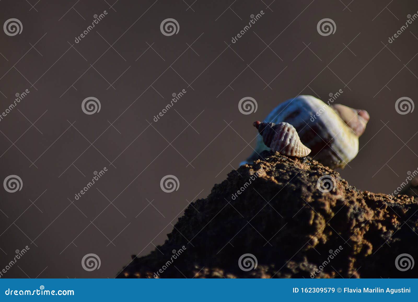 Snail on a Rock on the Coast Stock Image - Image of peaceful, seaweed ...