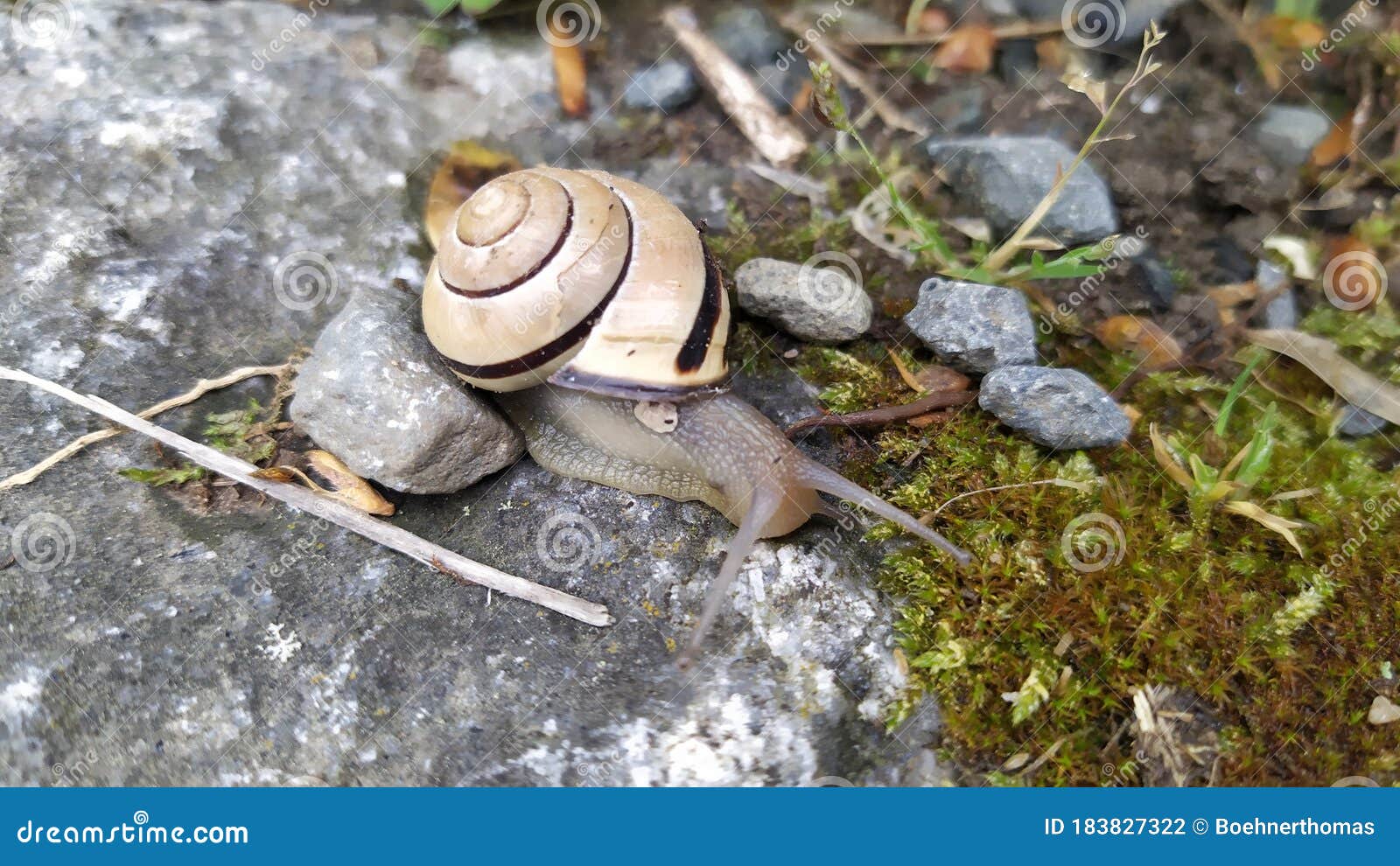 Snail on Rock. stock photo. Image of nature, wildlife - 183827322