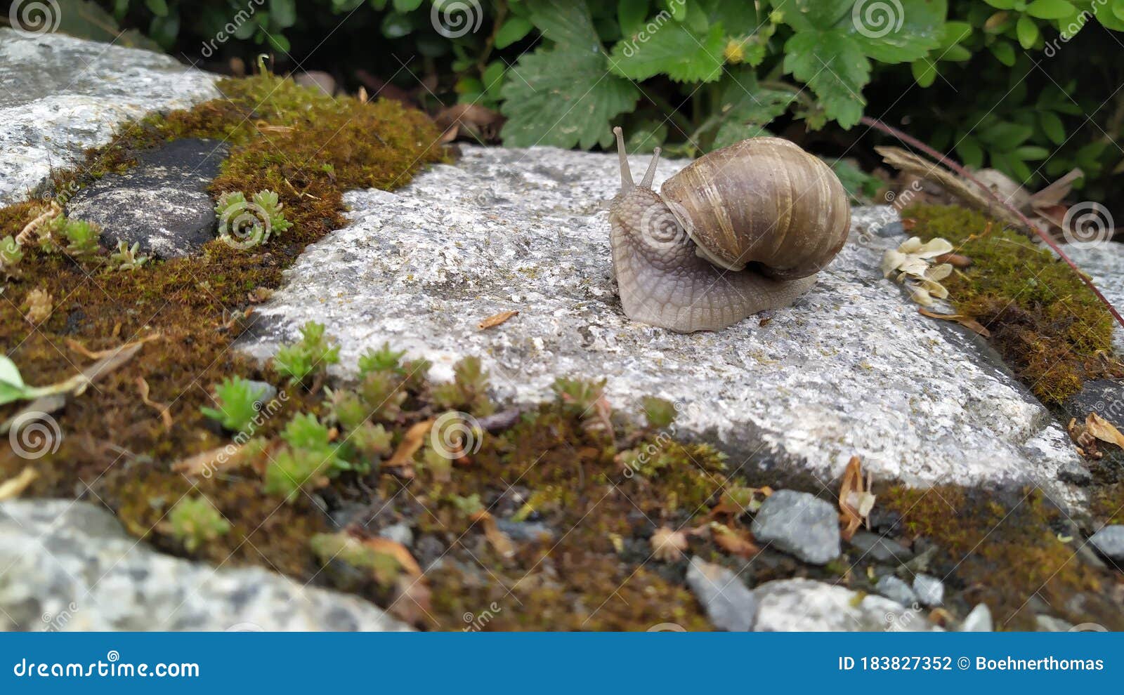 Snail on Rock. stock photo. Image of animal, woodland - 183827352