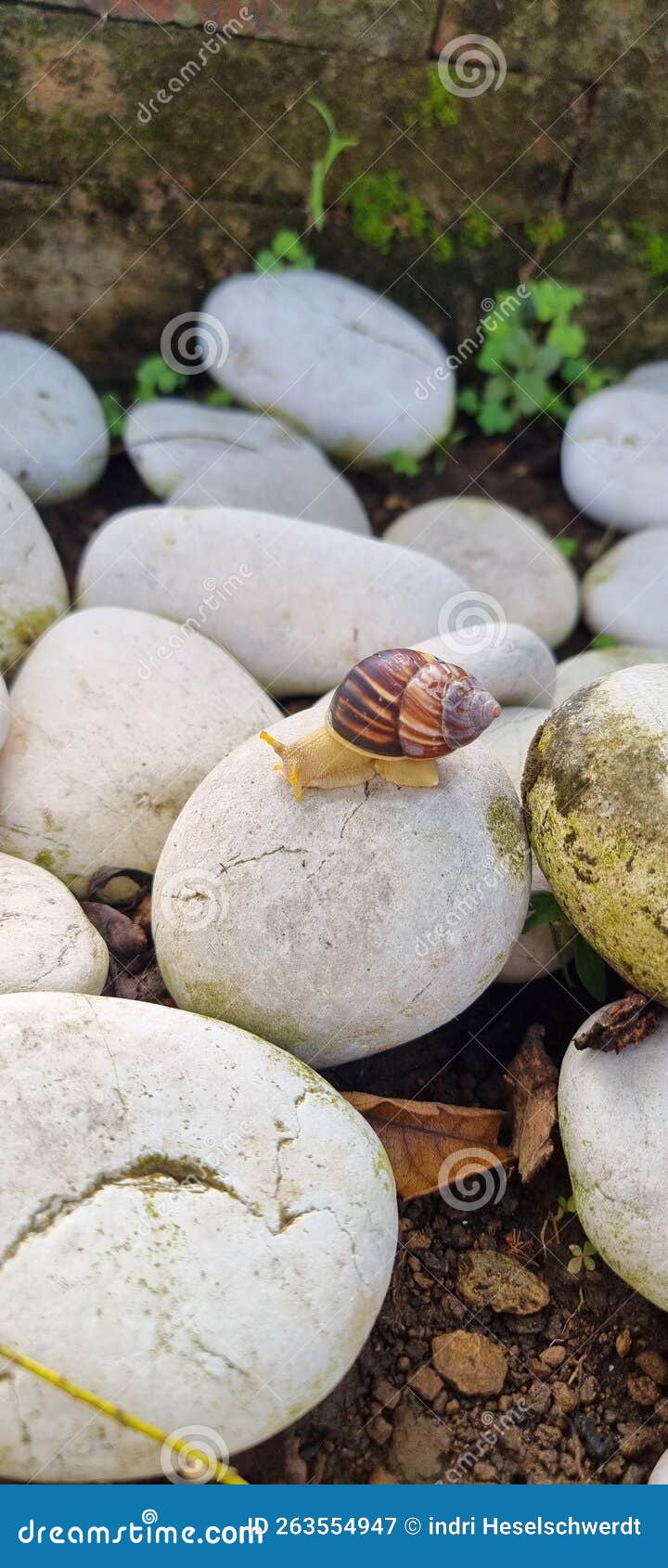 Snail rock nature life stock image. Image of life, snail - 263554947