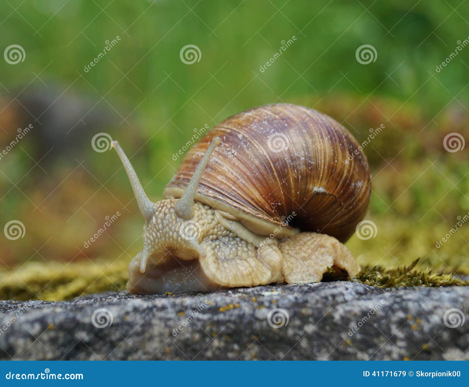 Snail on a rock stock image. Image of bithynia, bottom - 41171679