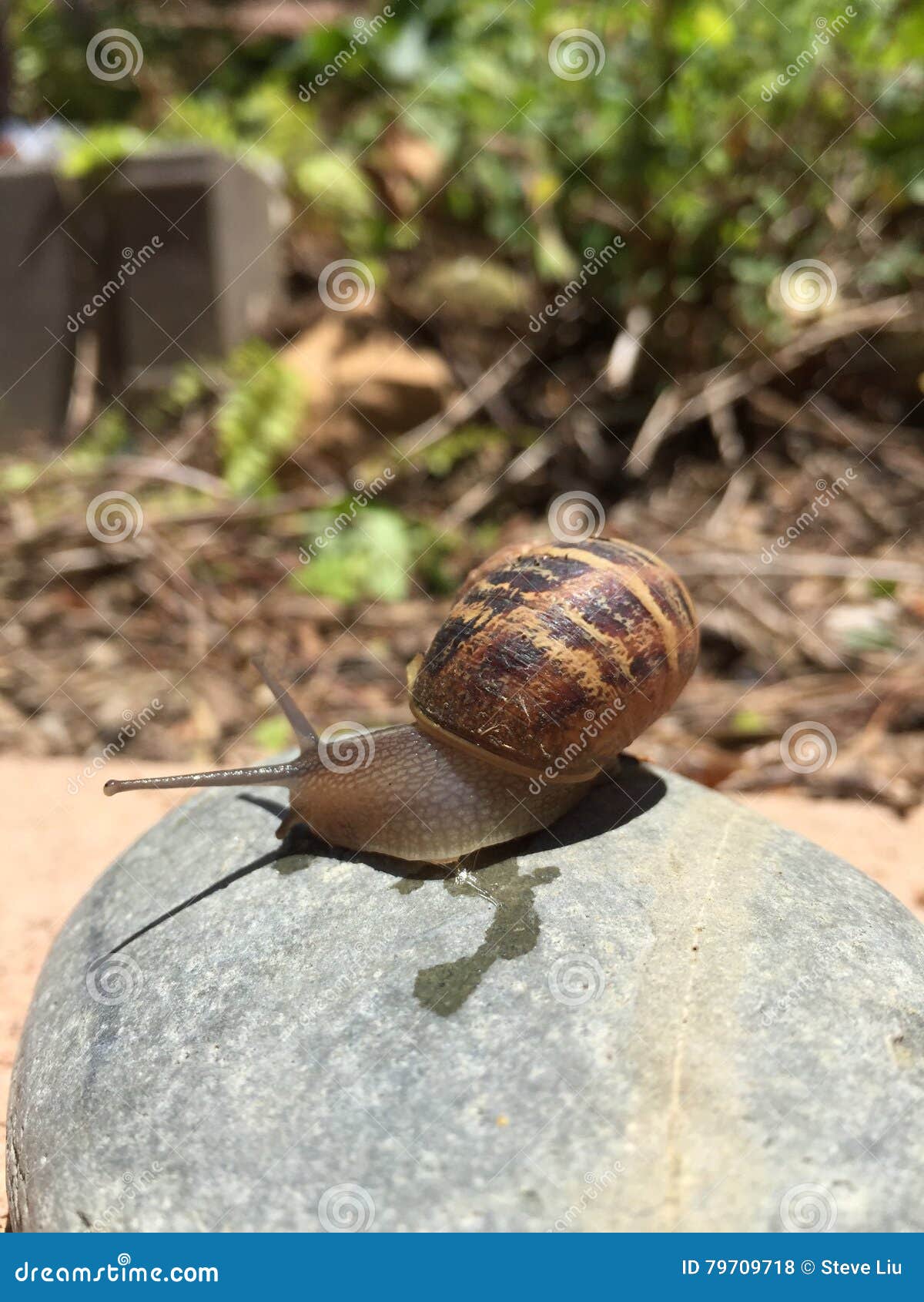 Snail on the rock stock photo. Image of slither, shell - 79709718