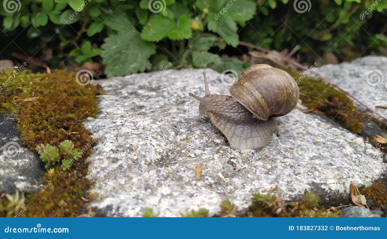 Snail on Rock. stock photo. Image of amphibian, nature - 183827332