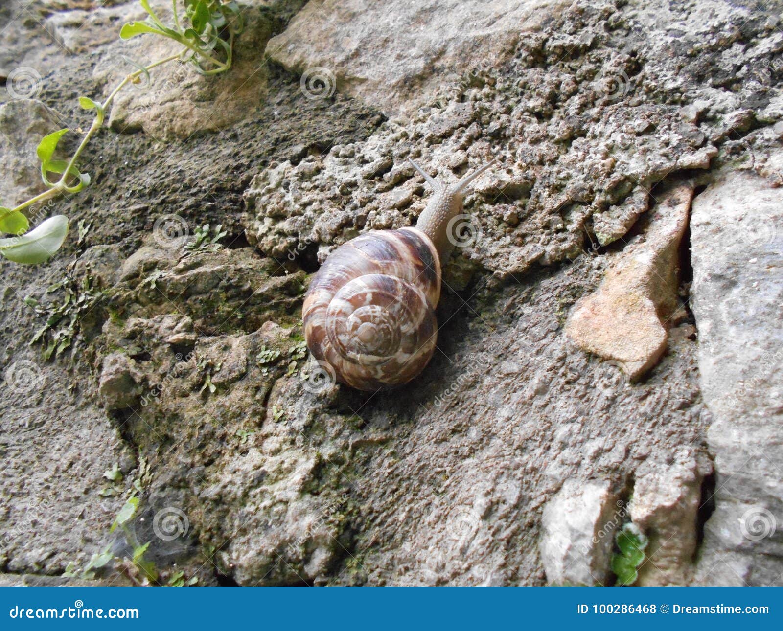 Snail on Rock Wall stock photo. Image of antennae, grey - 100286468