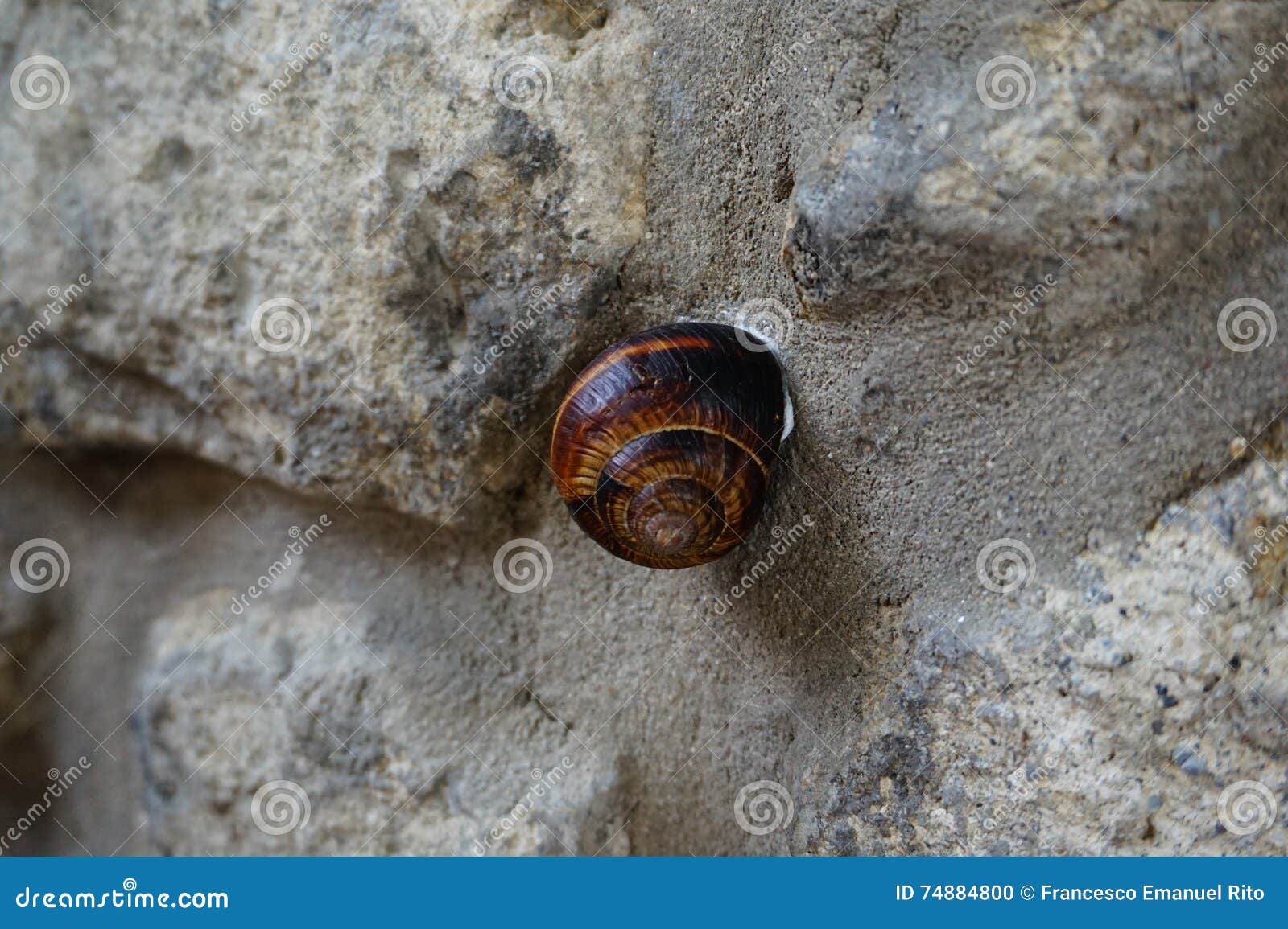 Snail on the rocks stock photo. Image of animal, slow - 74884800