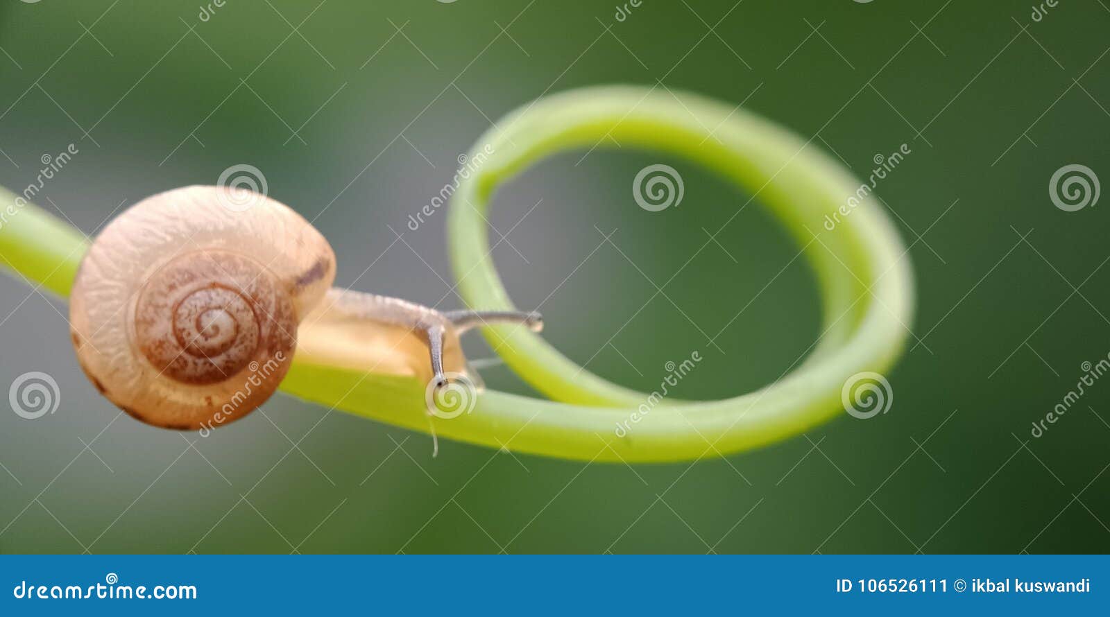 Snail in a roll stock image. Image of nature, outdoor - 106526111