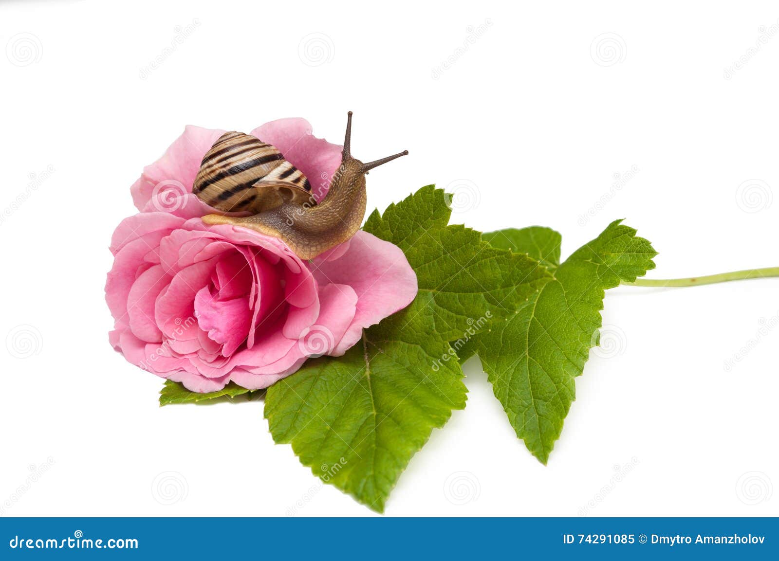 Snail on rose stock image. Image of green, mollusk, food - 74291085