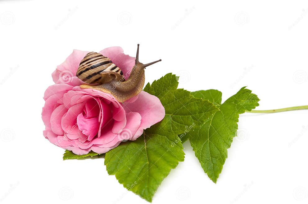 Snail on rose stock image. Image of green, mollusk, food - 74291085