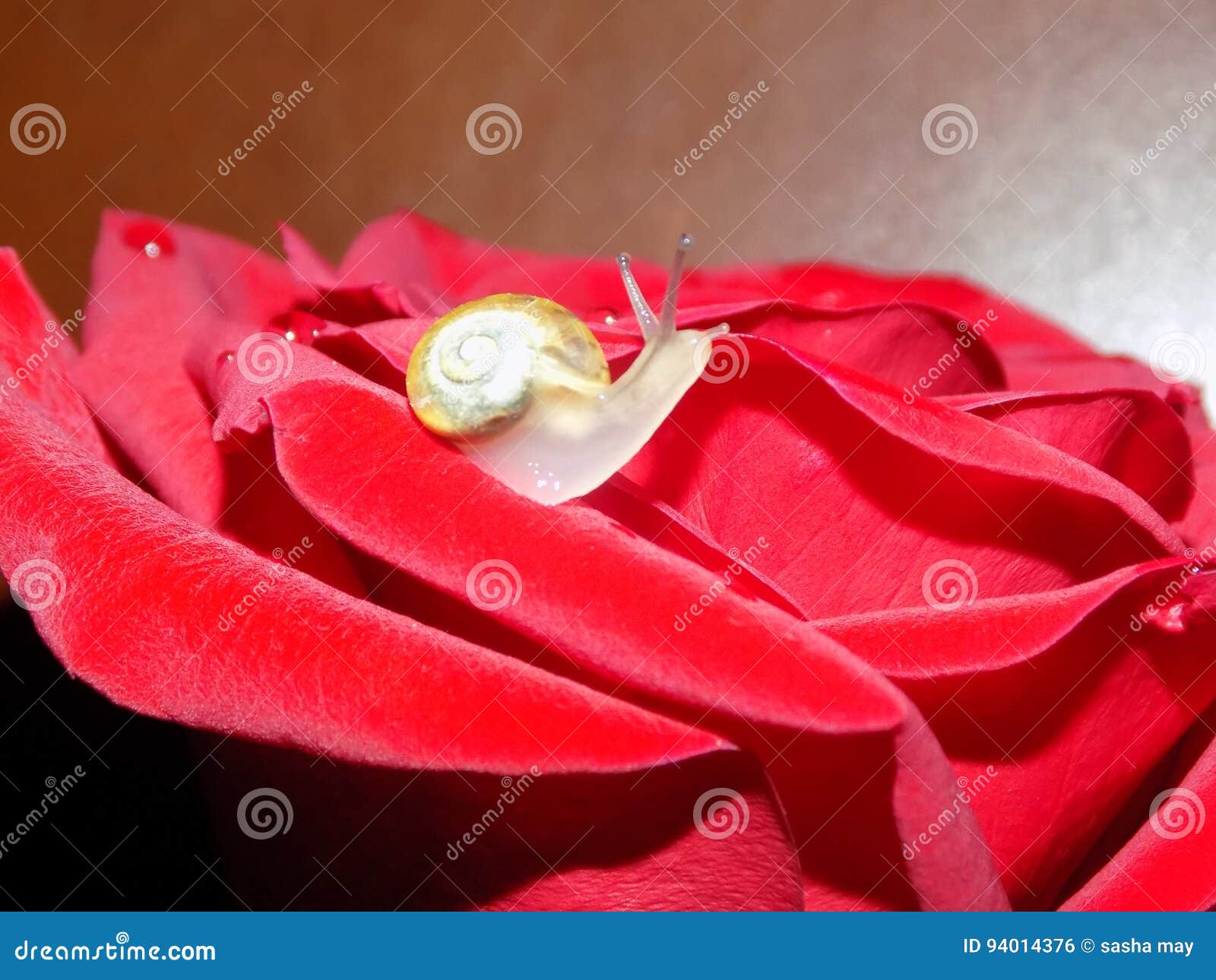 Snail on a rose stock photo. Image of snail, rose, tiny - 94014376