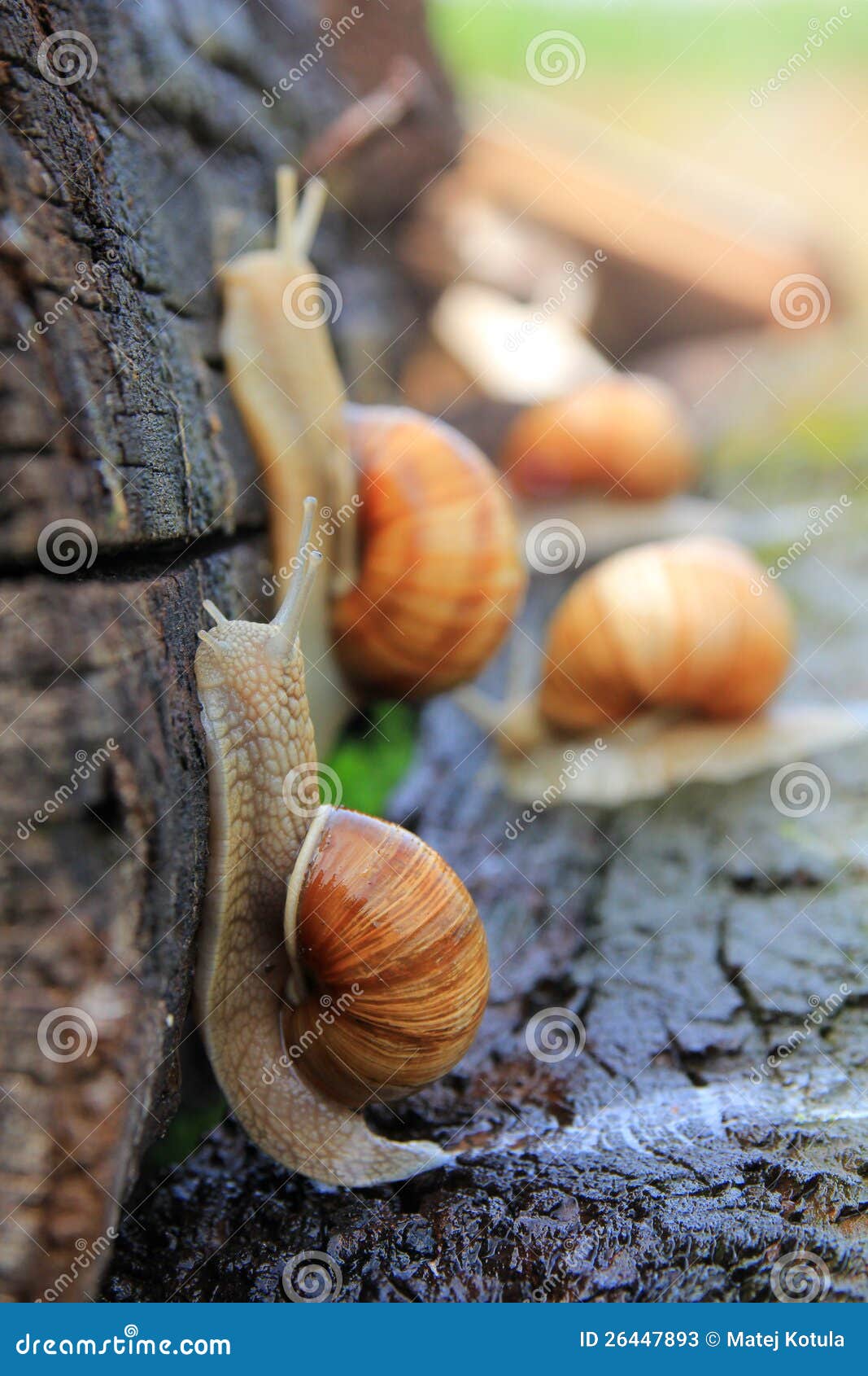 Snail run stock image. Image of cute, determination, effort - 26447893