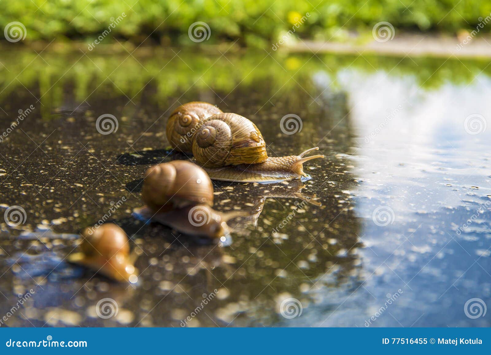 Snail Run, Animal Funny Concept Fast Competition Stock Image - Image of ...