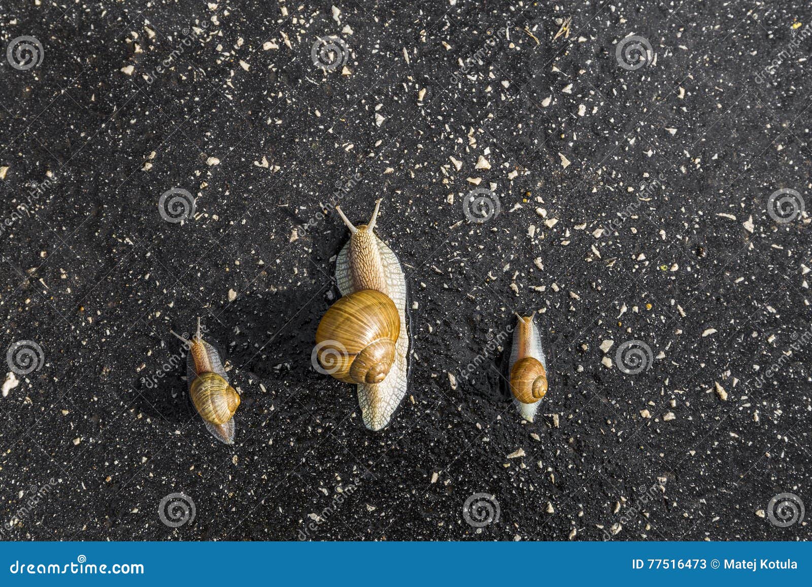 Snail Run, Animal Funny Concept Fast Competition Stock Image - Image of ...